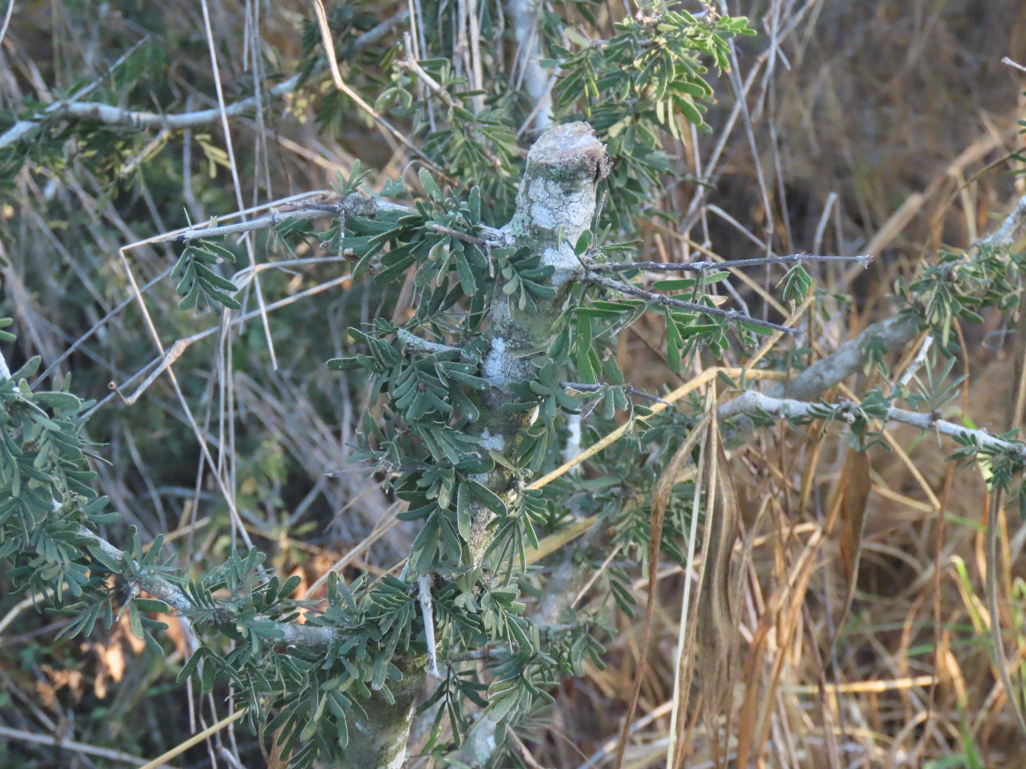 Porlieria angustifolia (Engelm.) A.Gray