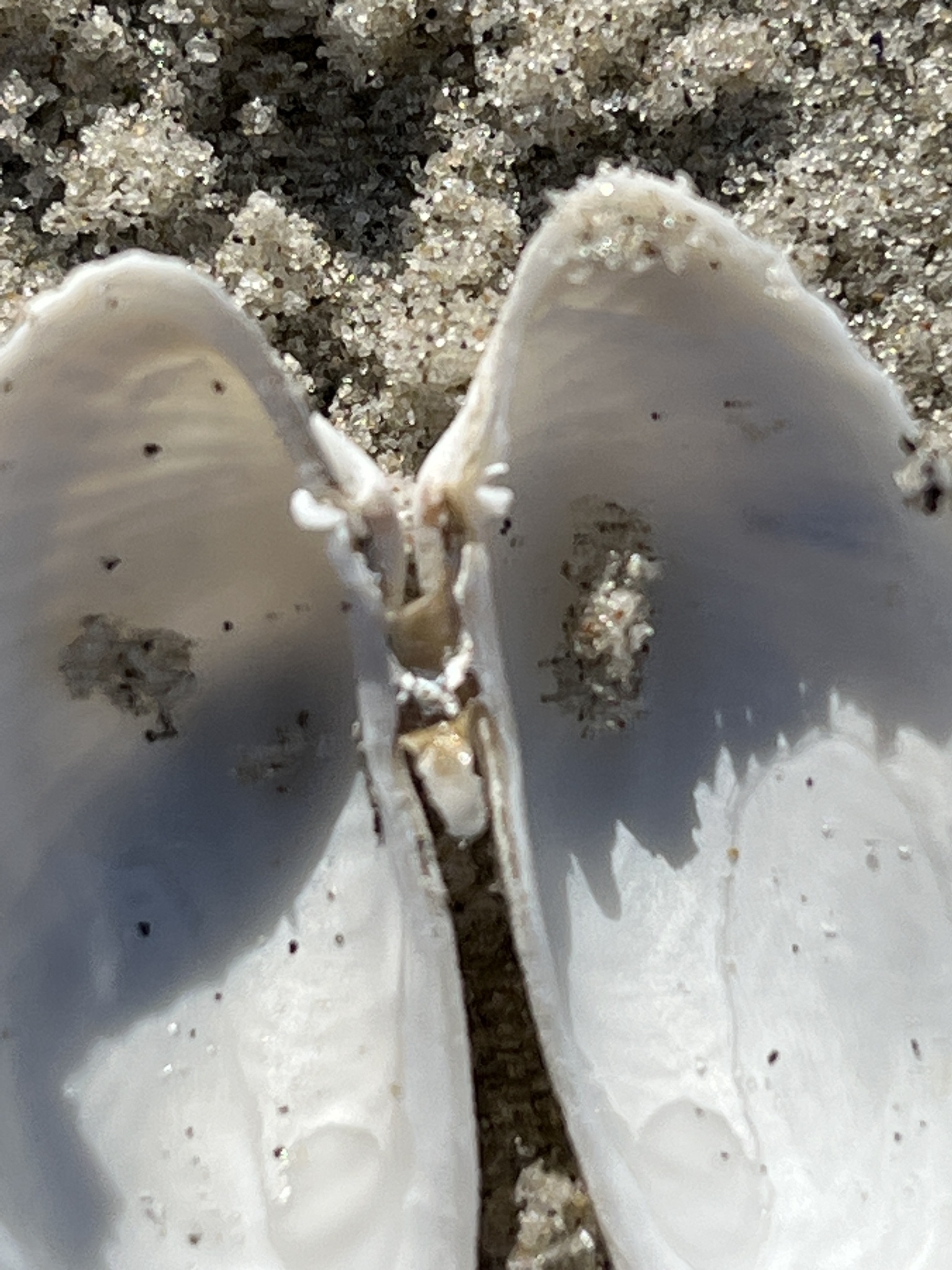 Petricolaria pholadiformis (Lamarck, 1818)