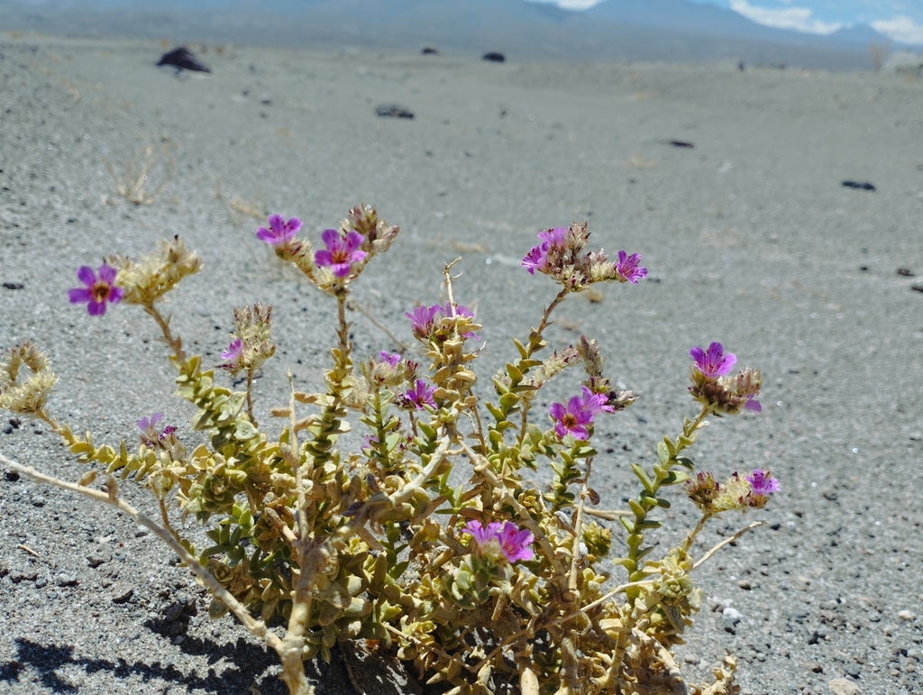 Cistanthe salsoloides in January 2023 by altair.rana ~RM · iNaturalist