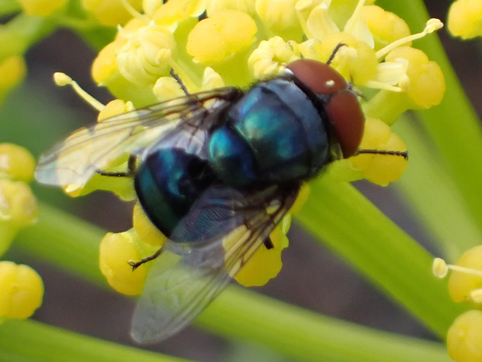 Chrysomya megacephala (Fabricius, 1794)