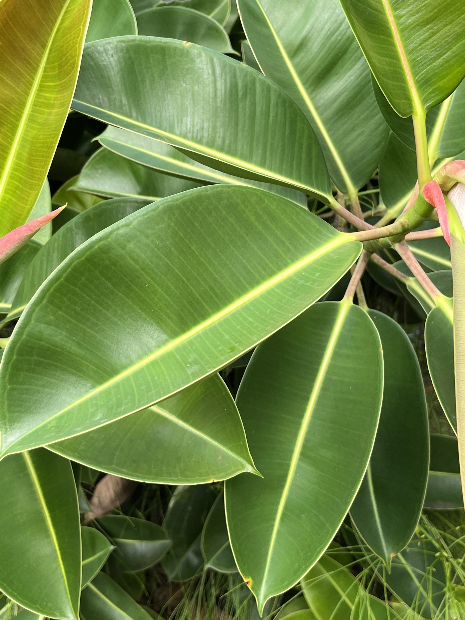 Ficus elastica Roxb.