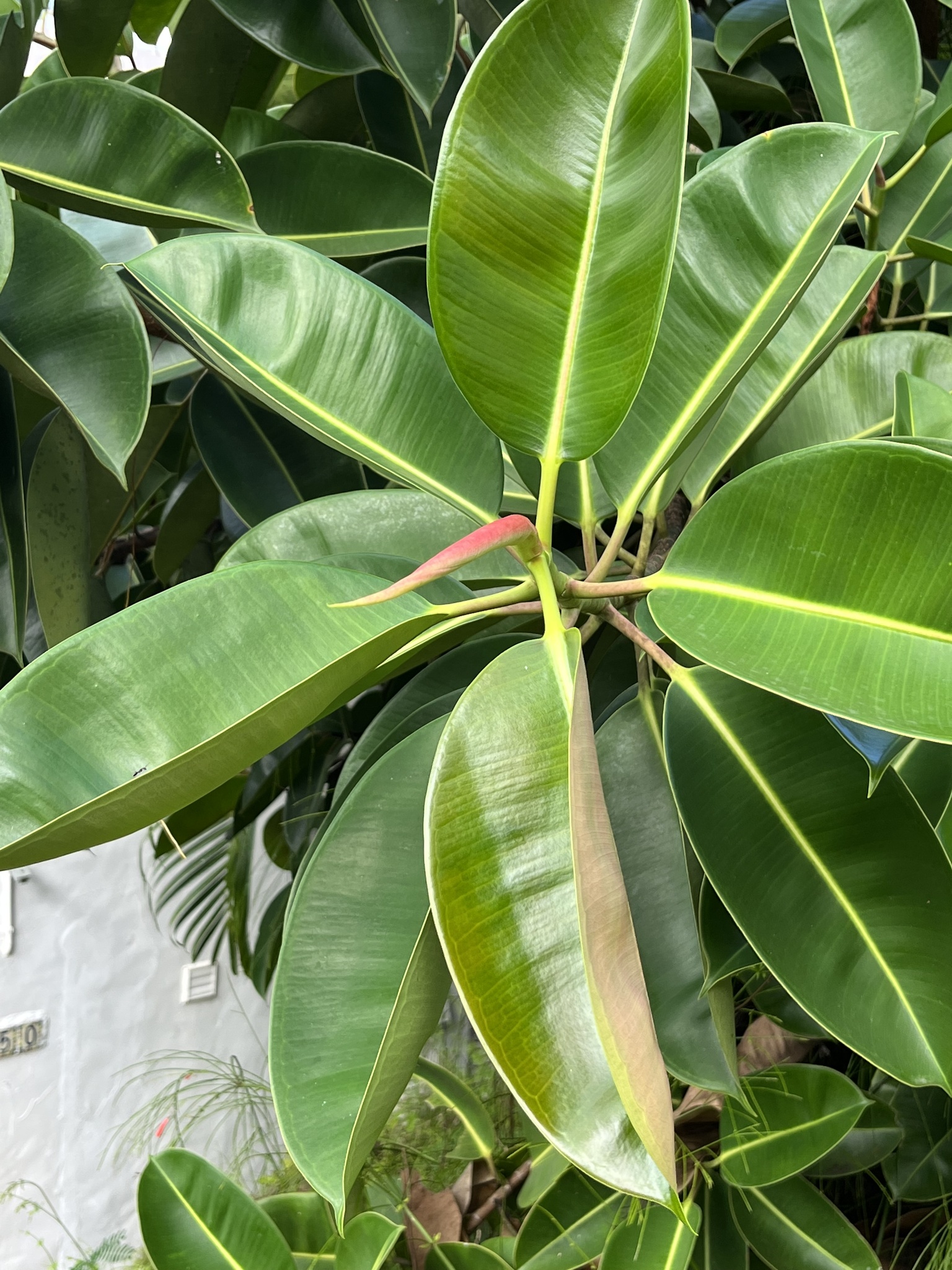 Ficus elastica Roxb.