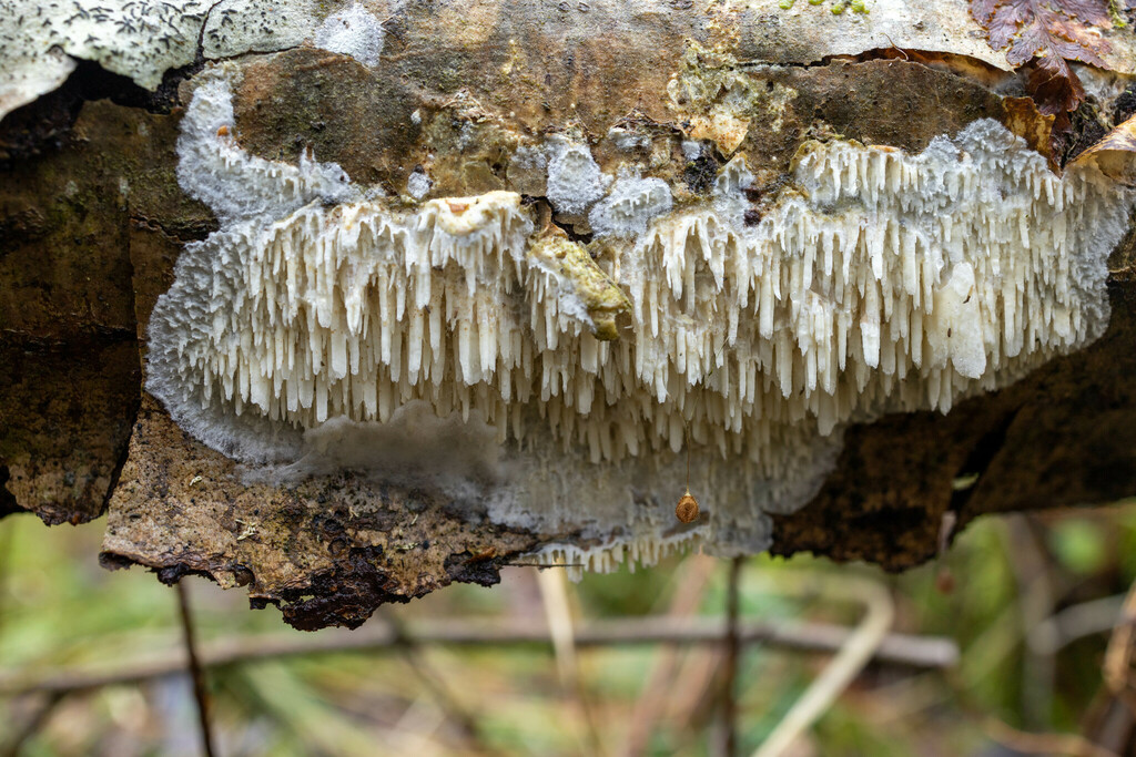 Toothed Crust from Salaspils pagasti, Latvija on January 18, 2023 at 07 ...