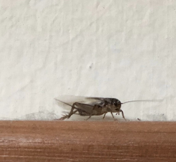 Acheta domesticus (Linnaeus, 1758)