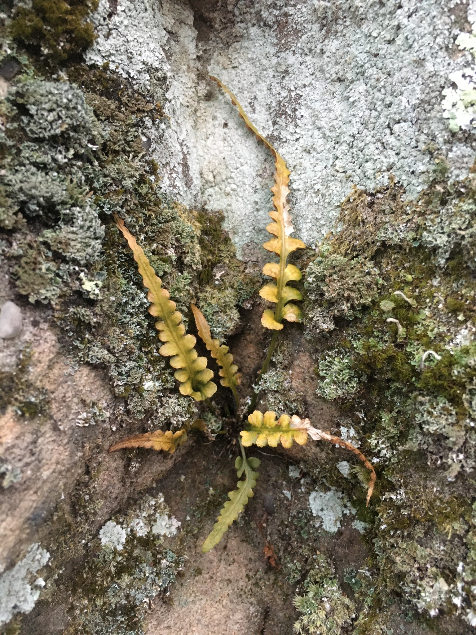 Asplenium pinnatifidum Nutt.