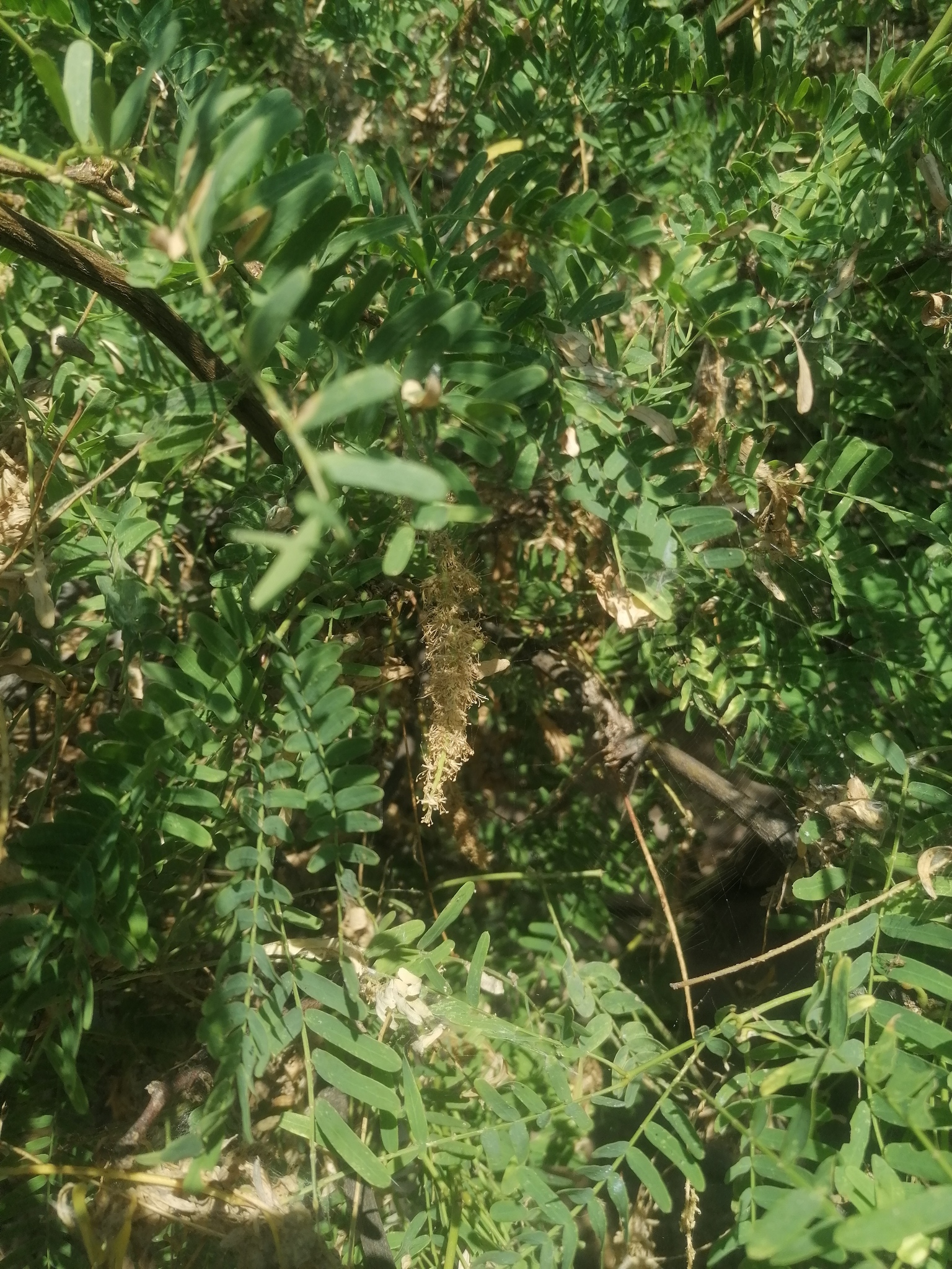 Prosopis juliflora (Sw.) DC.