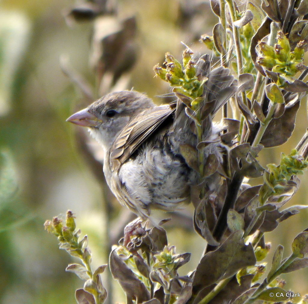 House Sparrow from Midewin National Tallgrass Prairie, Illinois, USA on ...