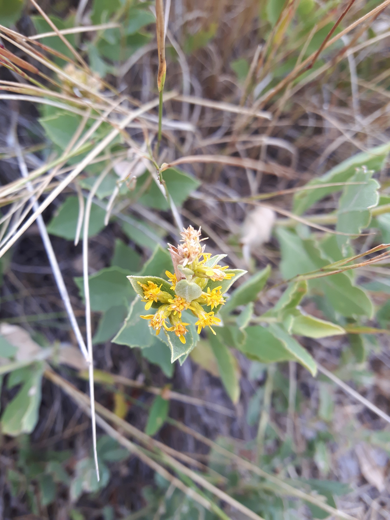 Solidago Mollis