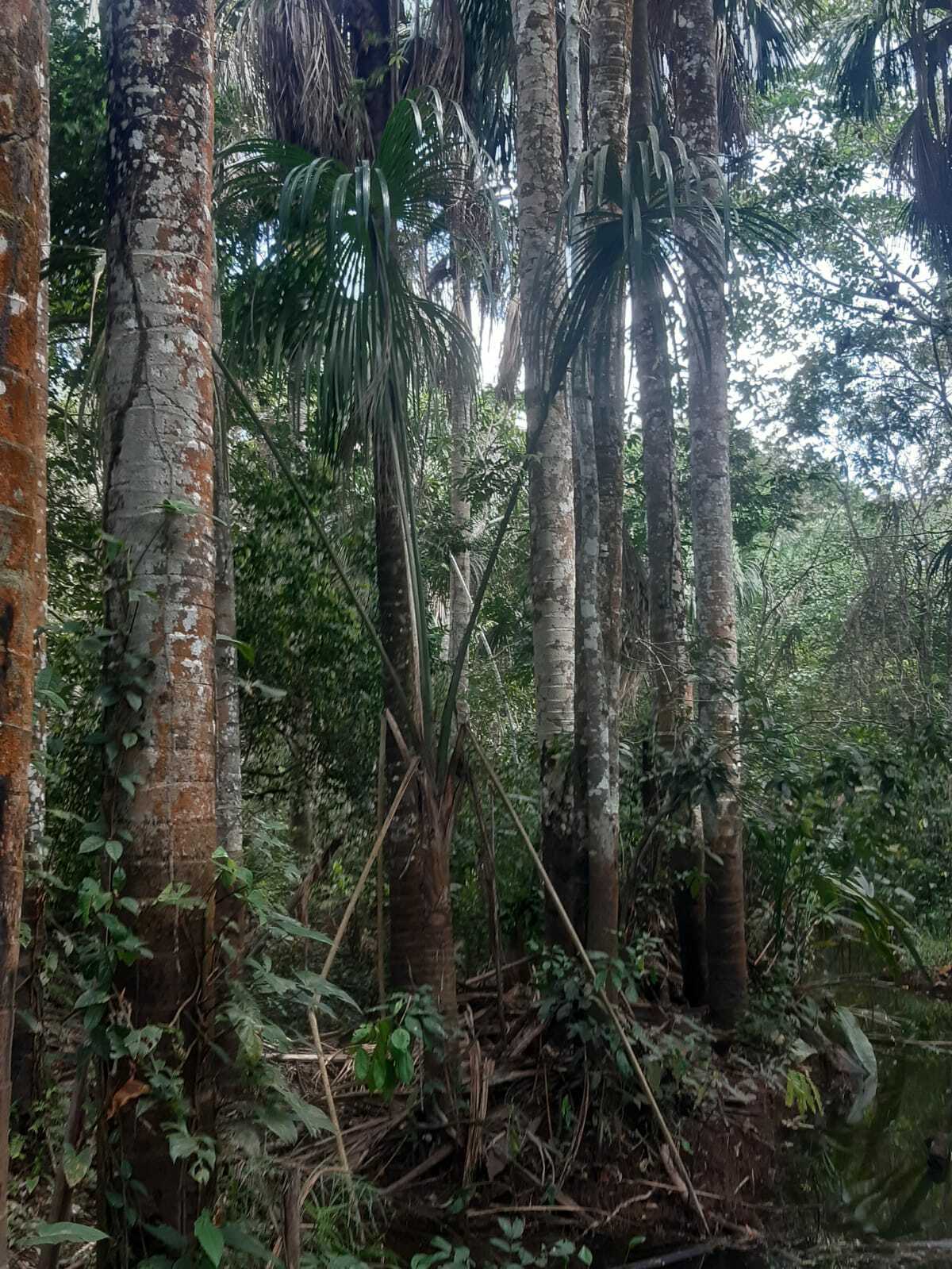 Mauritia flexuosa L.f.