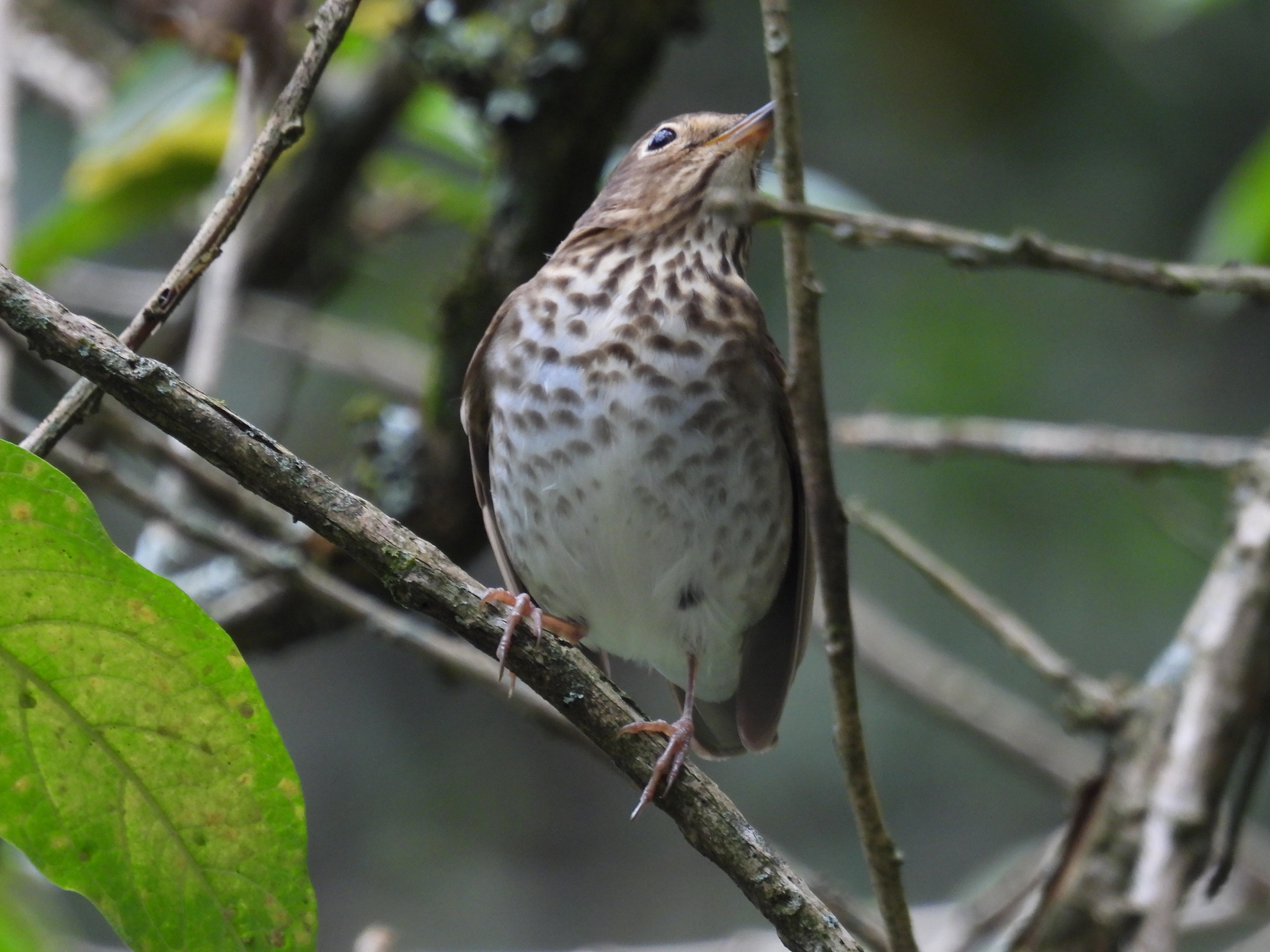 Catharus ustulatus (Nuttall, 1840)