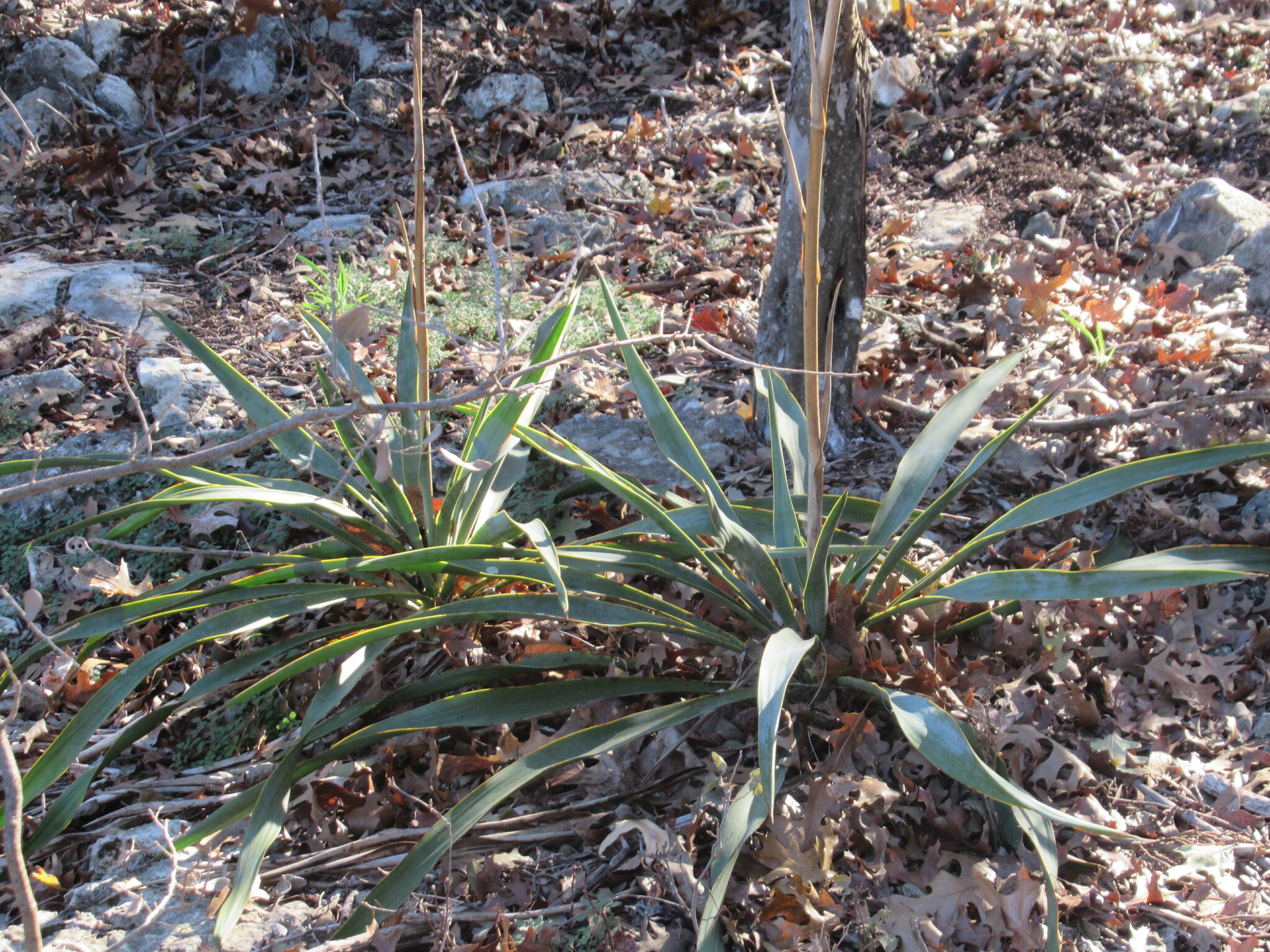 Yucca rupicola Scheele