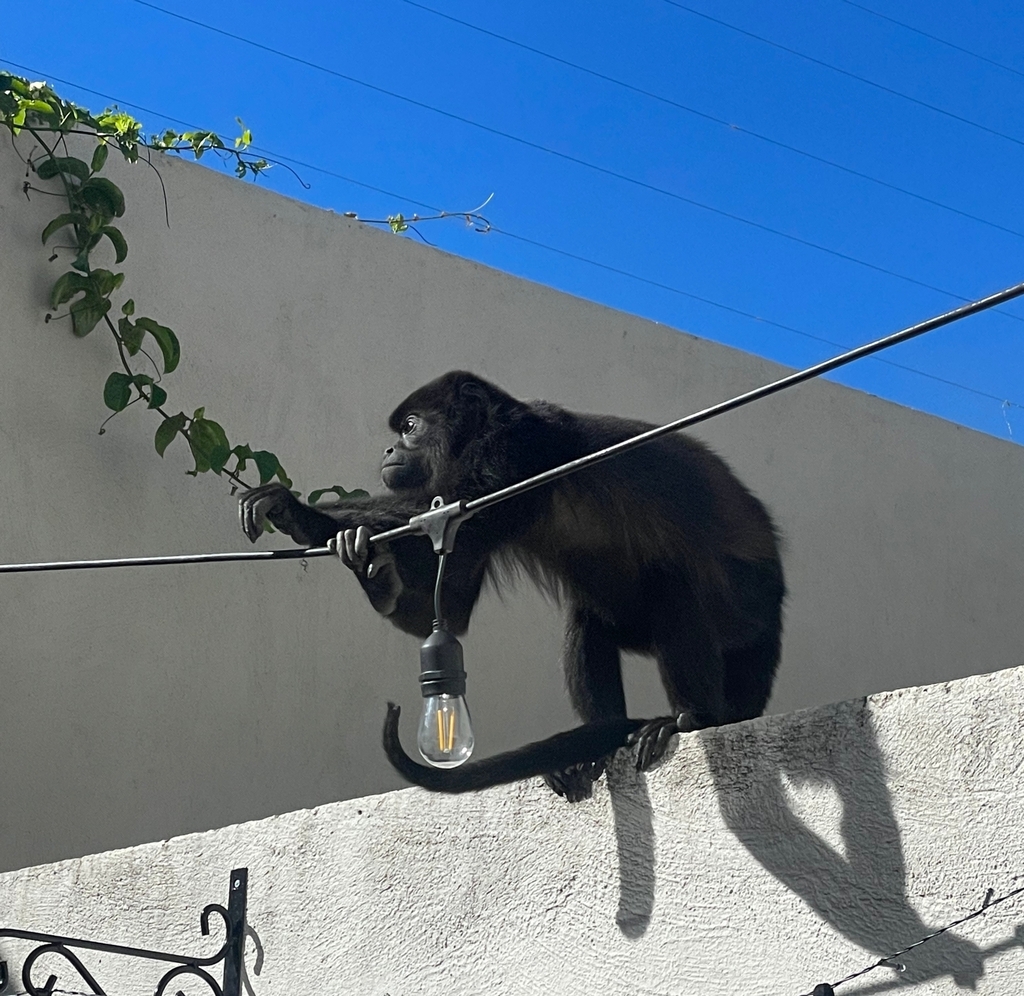 Mantled Howler Monkey from Heredia Province, San Pablo, Costa Rica on ...