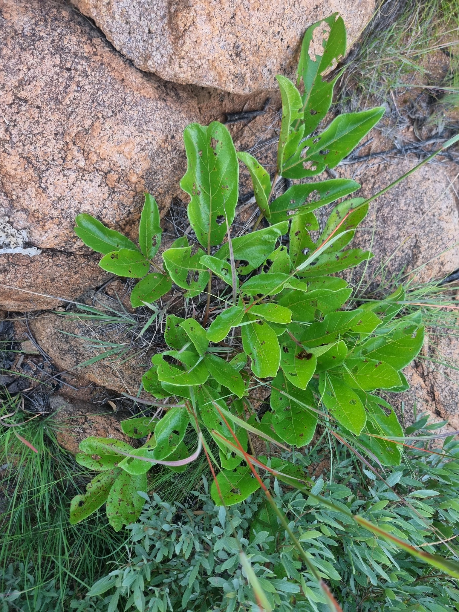 Lannea edulis (Sond.) Engl.