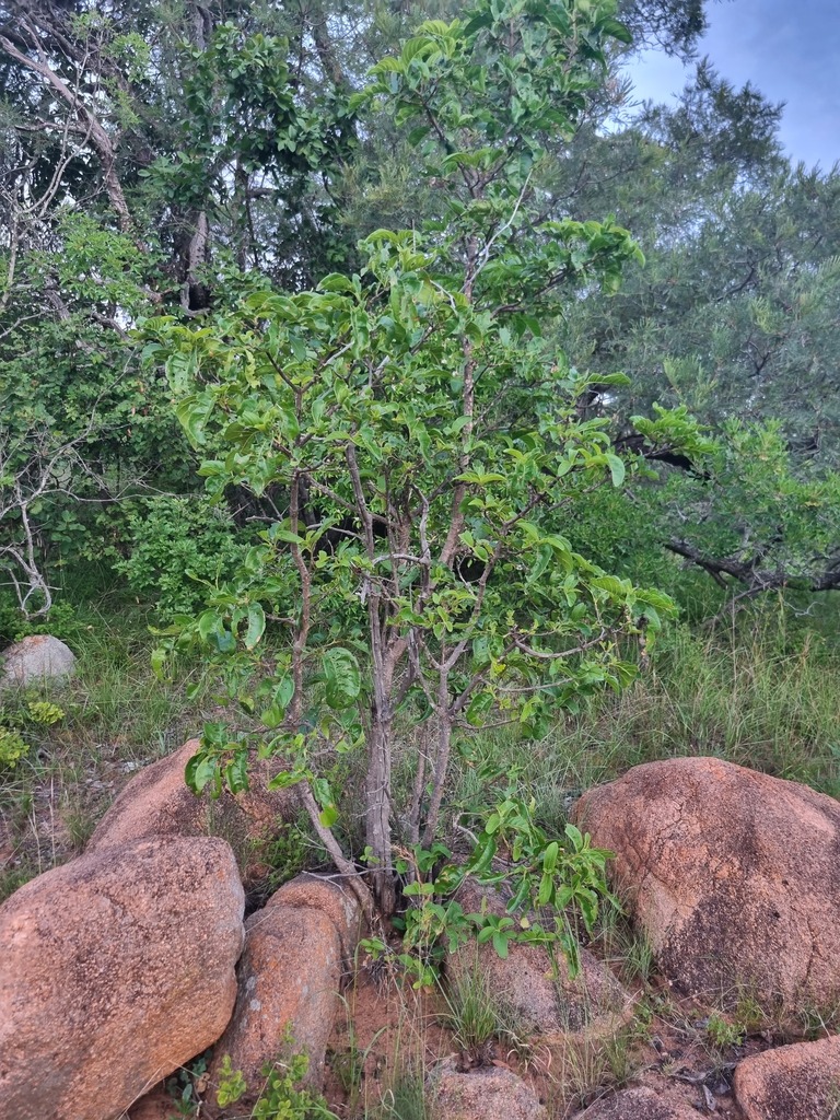 wild-medlar (Enseleni Nature Reserve - Plants) · iNaturalist