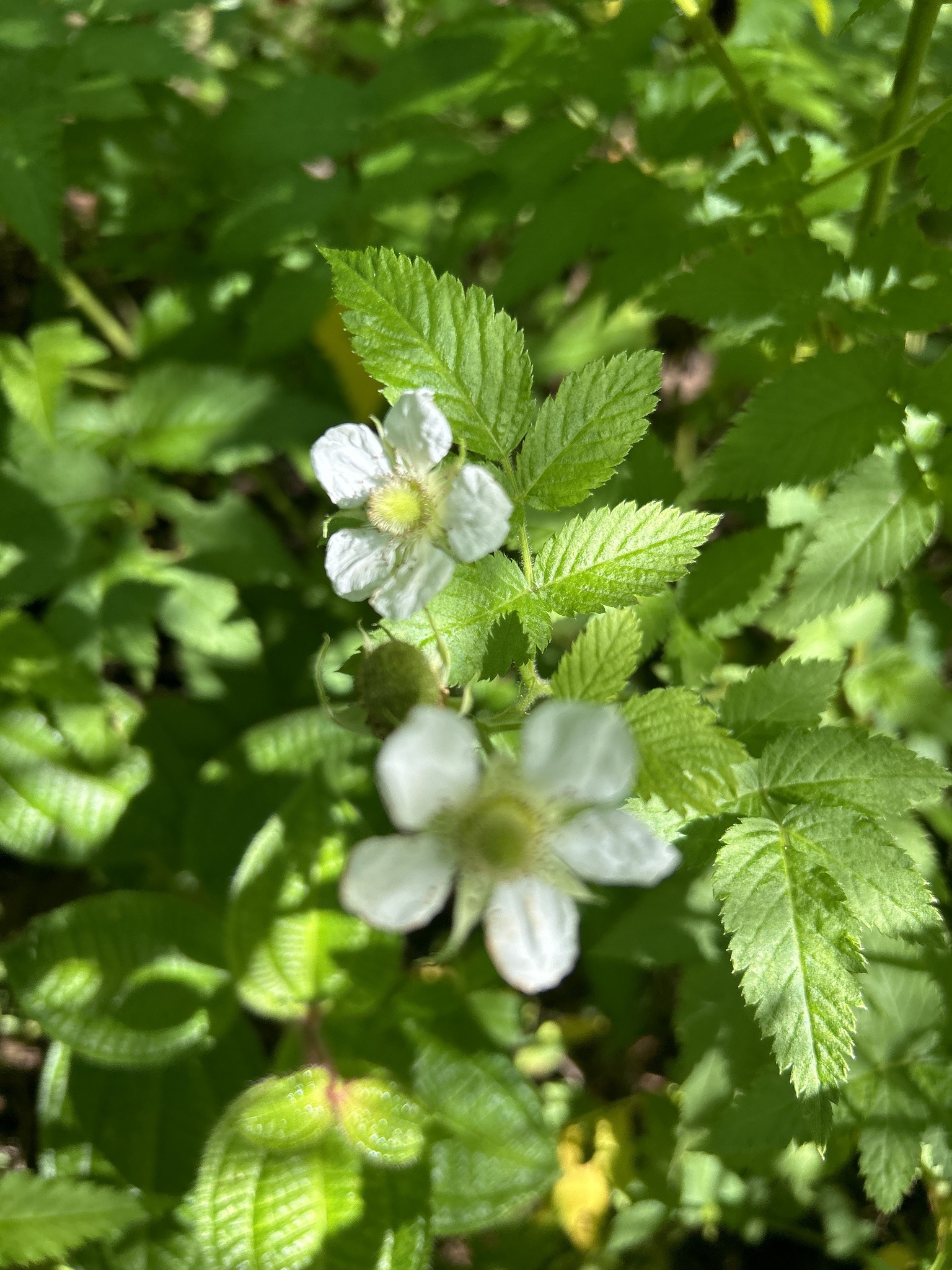Rubus rosifolius Sm.