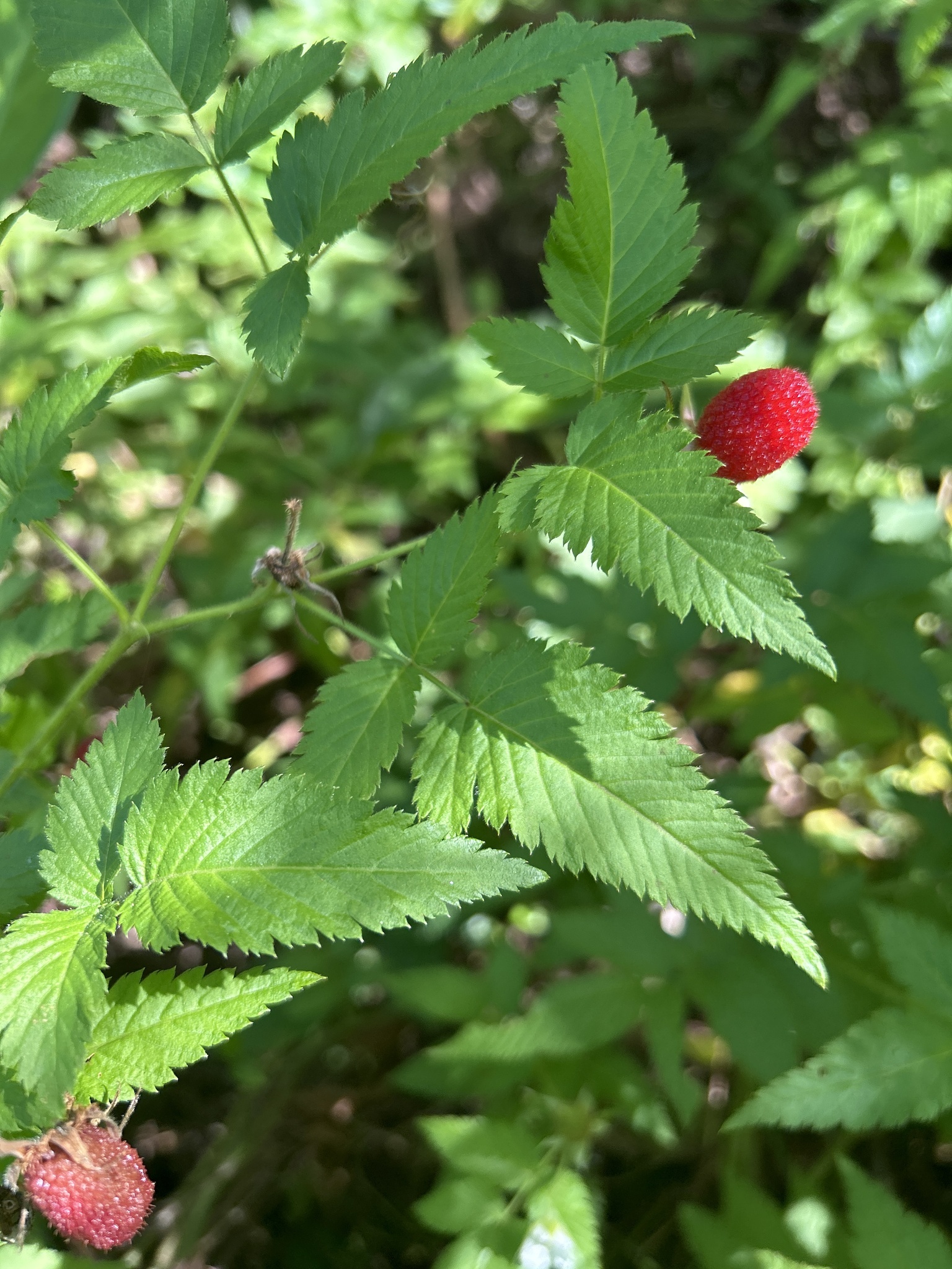 Rubus rosifolius Sm.