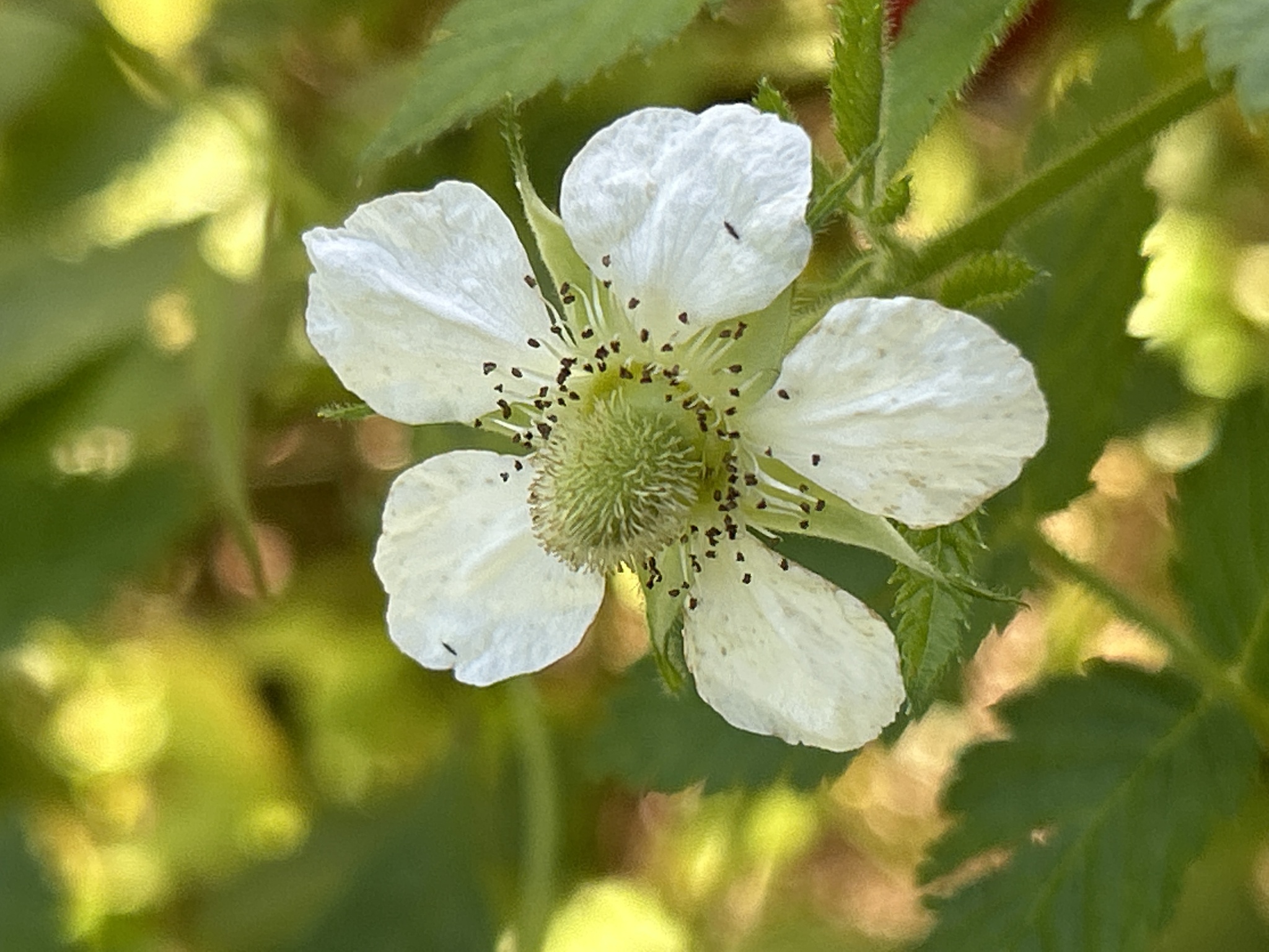 Rubus rosifolius Sm.
