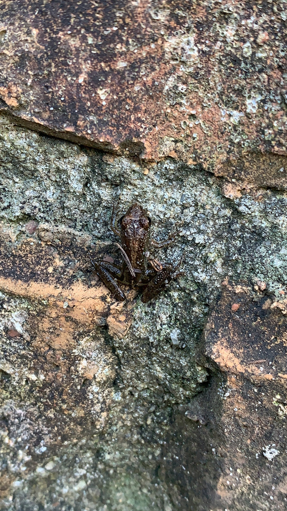 Greenhouse Frog in October 2020 by Eric Blomberg · iNaturalist
