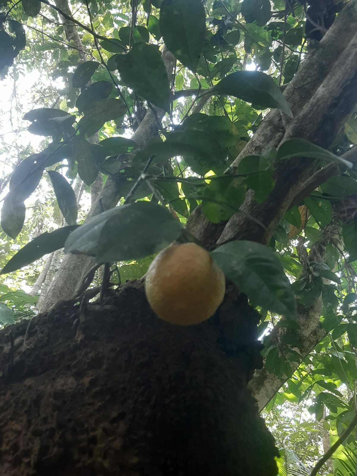 Citrus ×aurantium L.