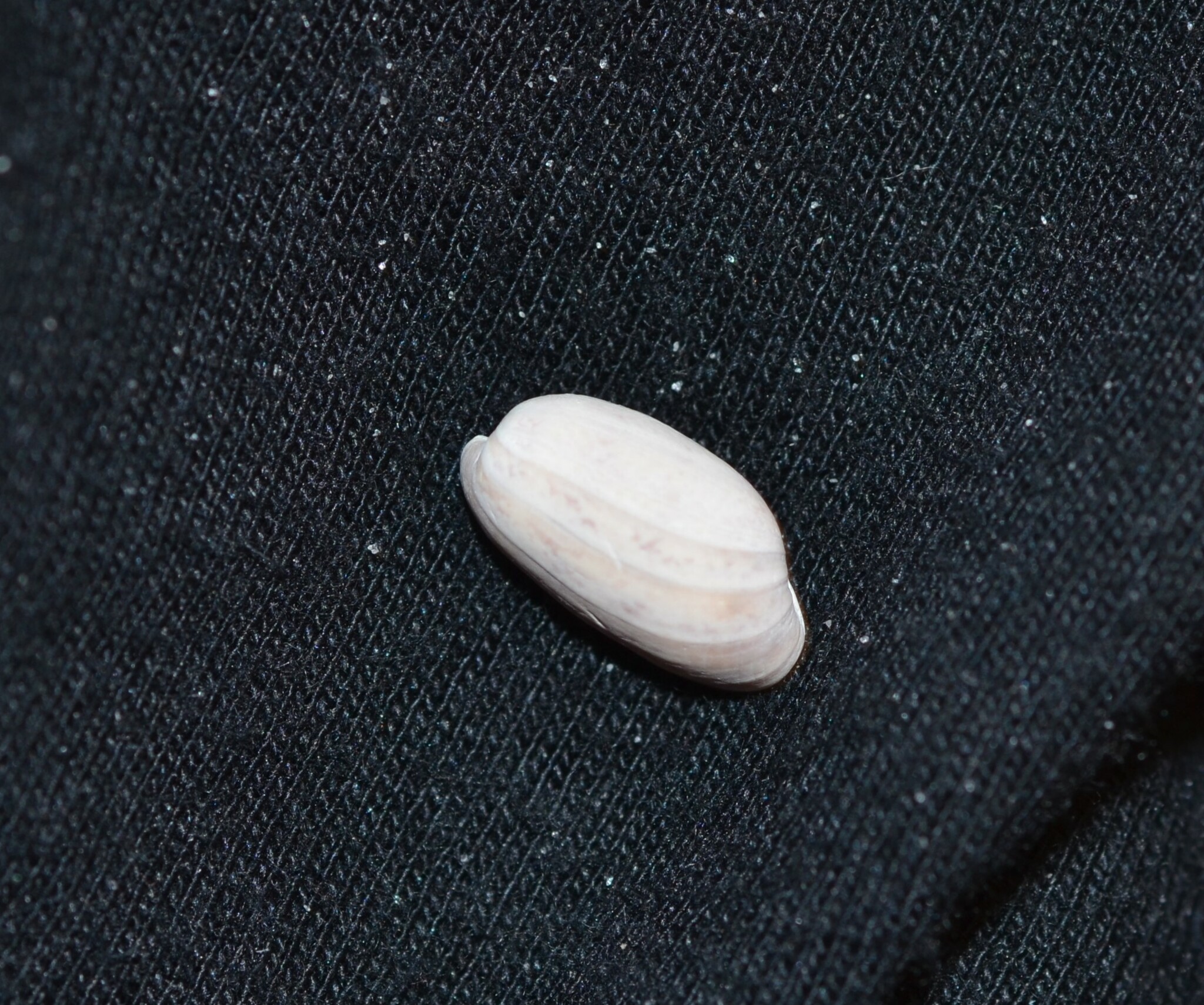 Bulla occidentalis A.Adams, 1850