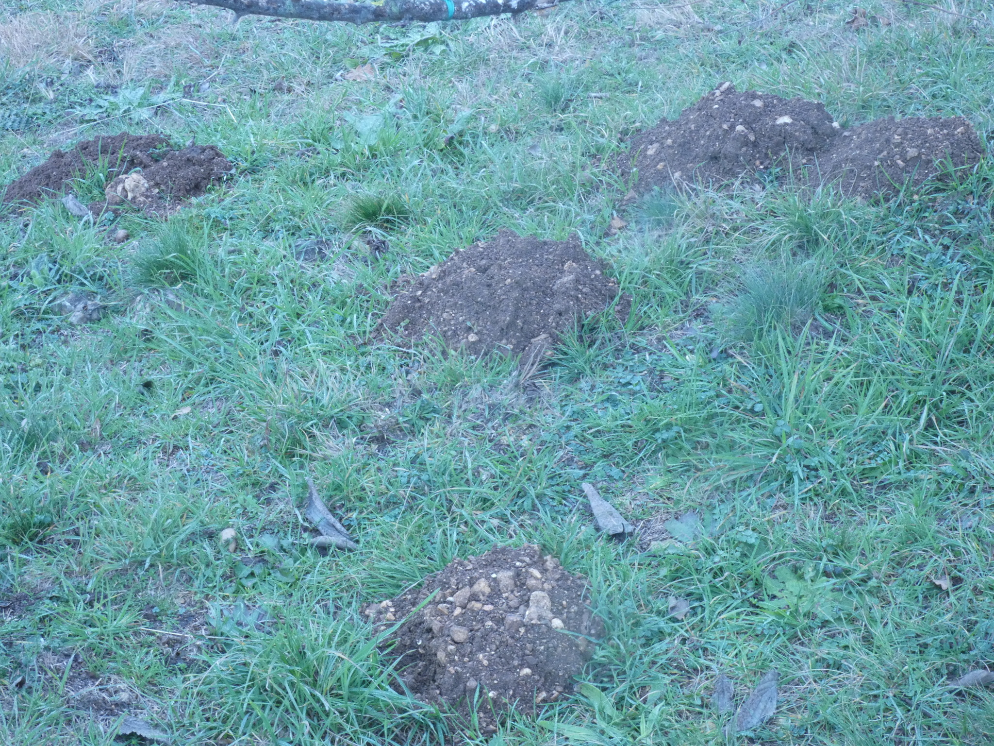 Talpa Linnaeus, 1758