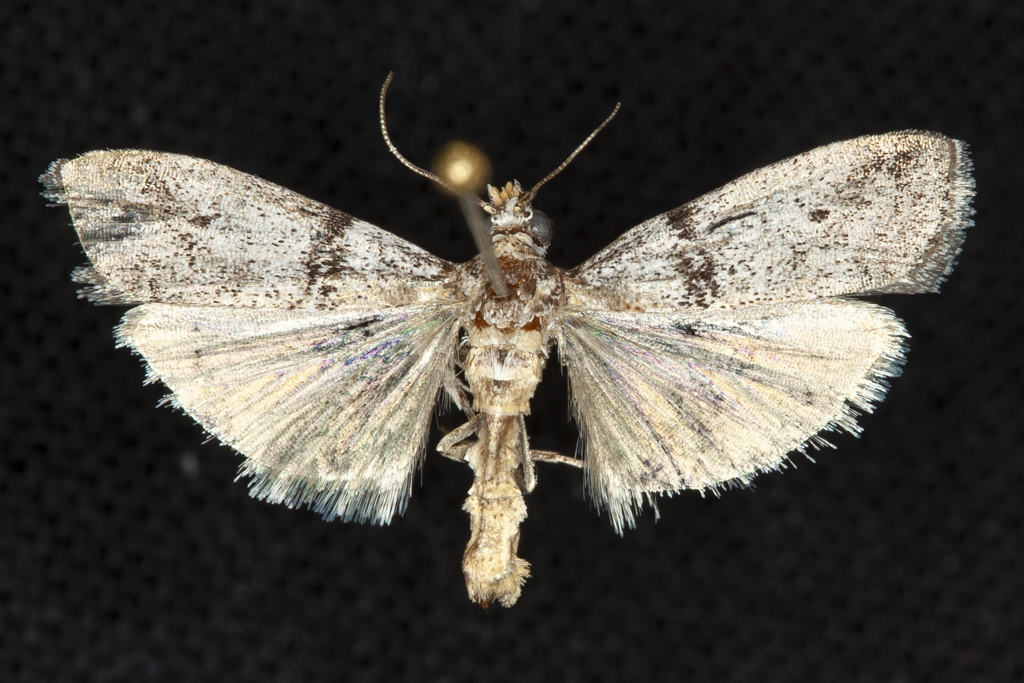 Passadena flavidorsella from Rockville, UT, USA on August 14, 2020 at ...