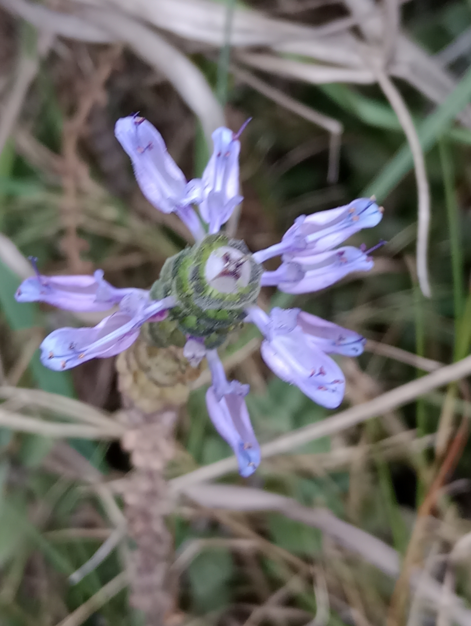 Coleus neochilus (Schltr.) Codd