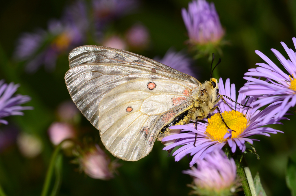 Clodius Parnassian (Parnassius clodius) (Wildlife of the United States ...