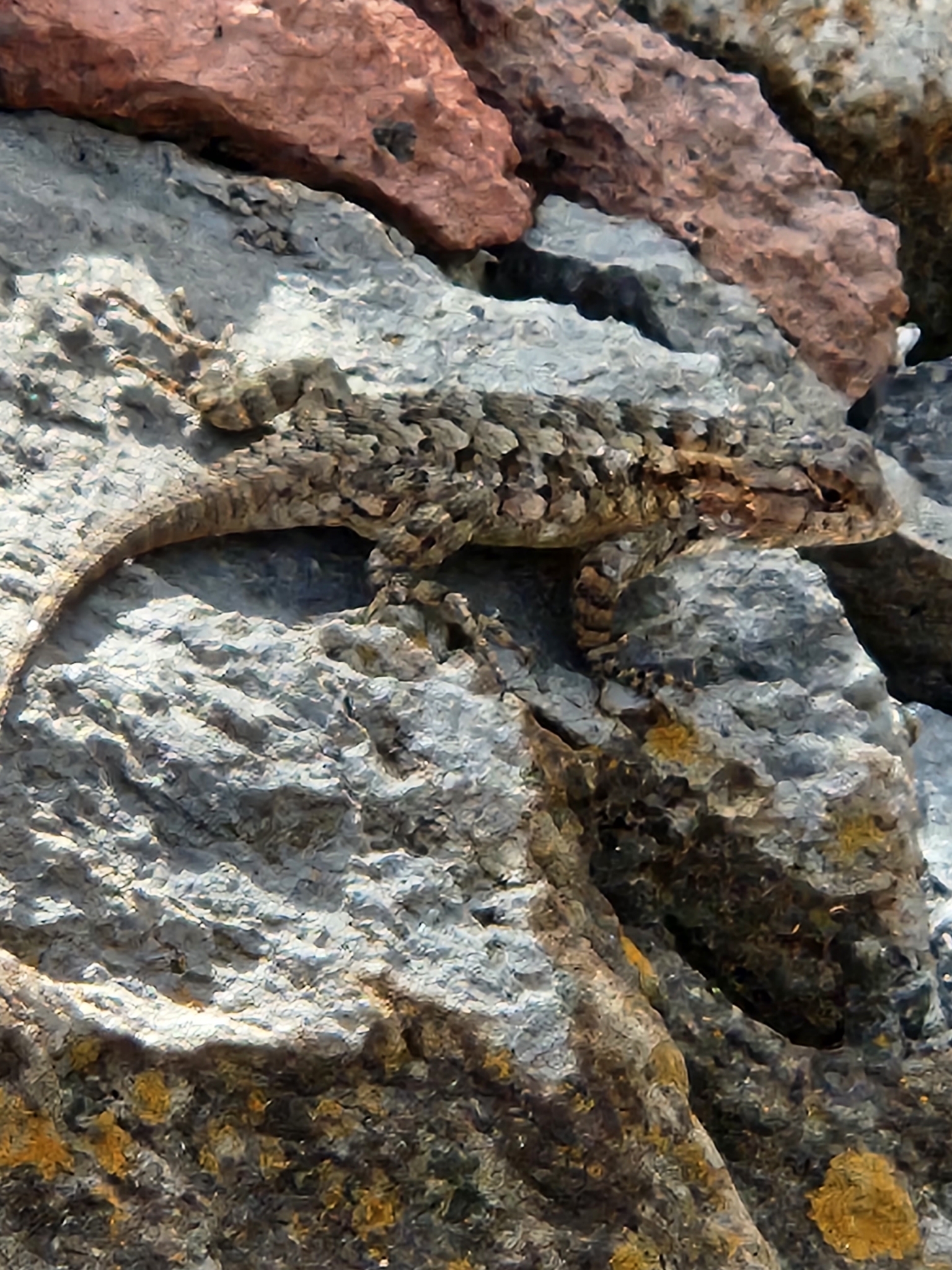 Sceloporus spinosus Wiegmann, 1828