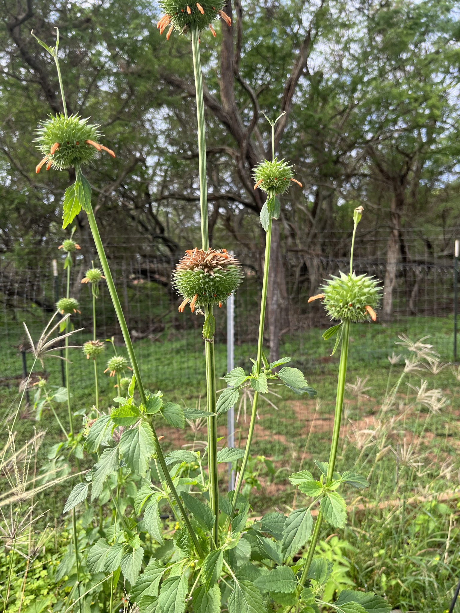 Leonotis nepetifolia (L.) R.Br.
