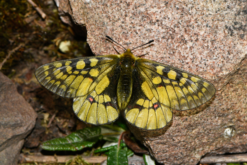 Eversmann's Parnassian (Parnassius eversmanni) (Wildlife of the United ...