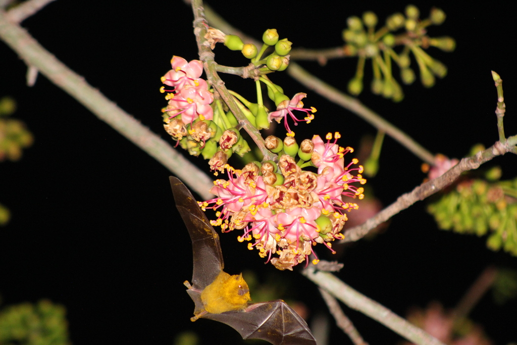 New World Leaf-nosed Bats from Cancún, Quintana Roo, México on January ...