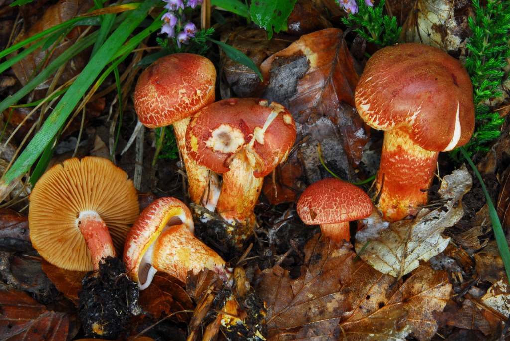 dappled webcap from Boario Spiazzi - Gromo (BG) on September 9, 2014 at ...