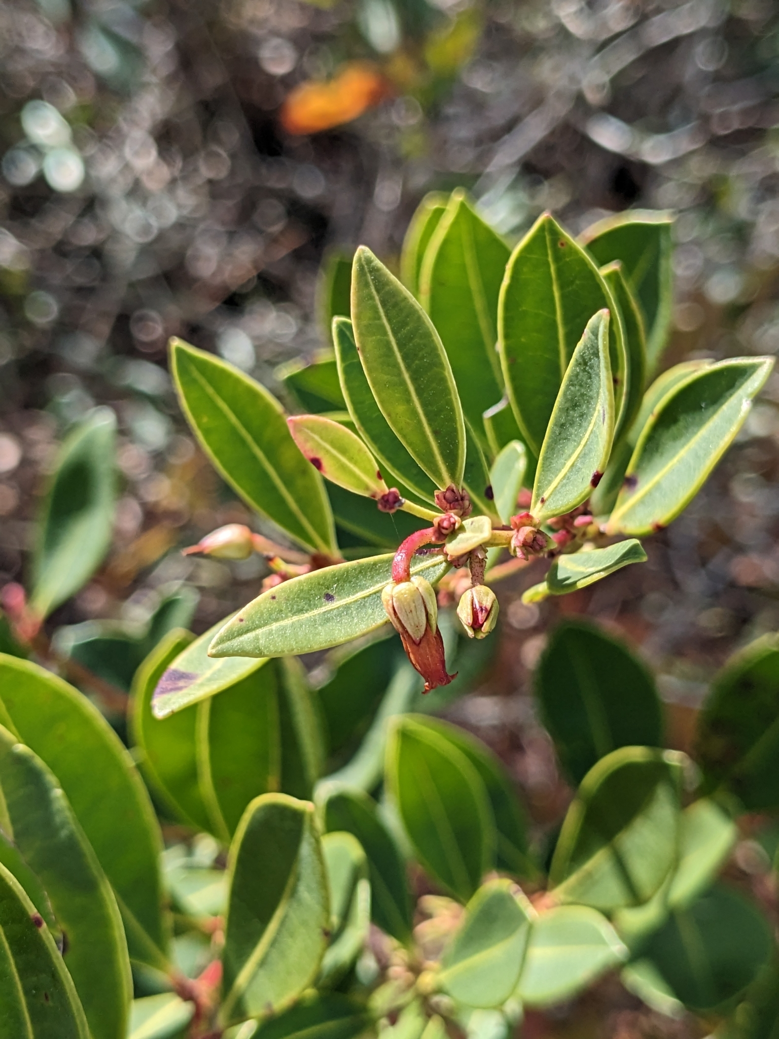 Lyonia lucida (Lam.) C.Koch