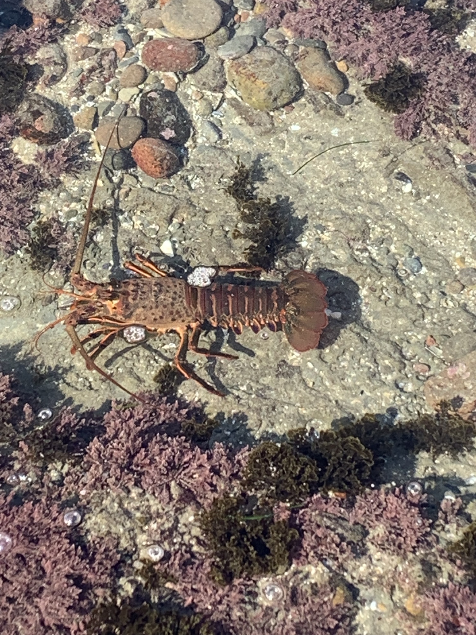 Panulirus interruptus (J.W.Randall, 1840)