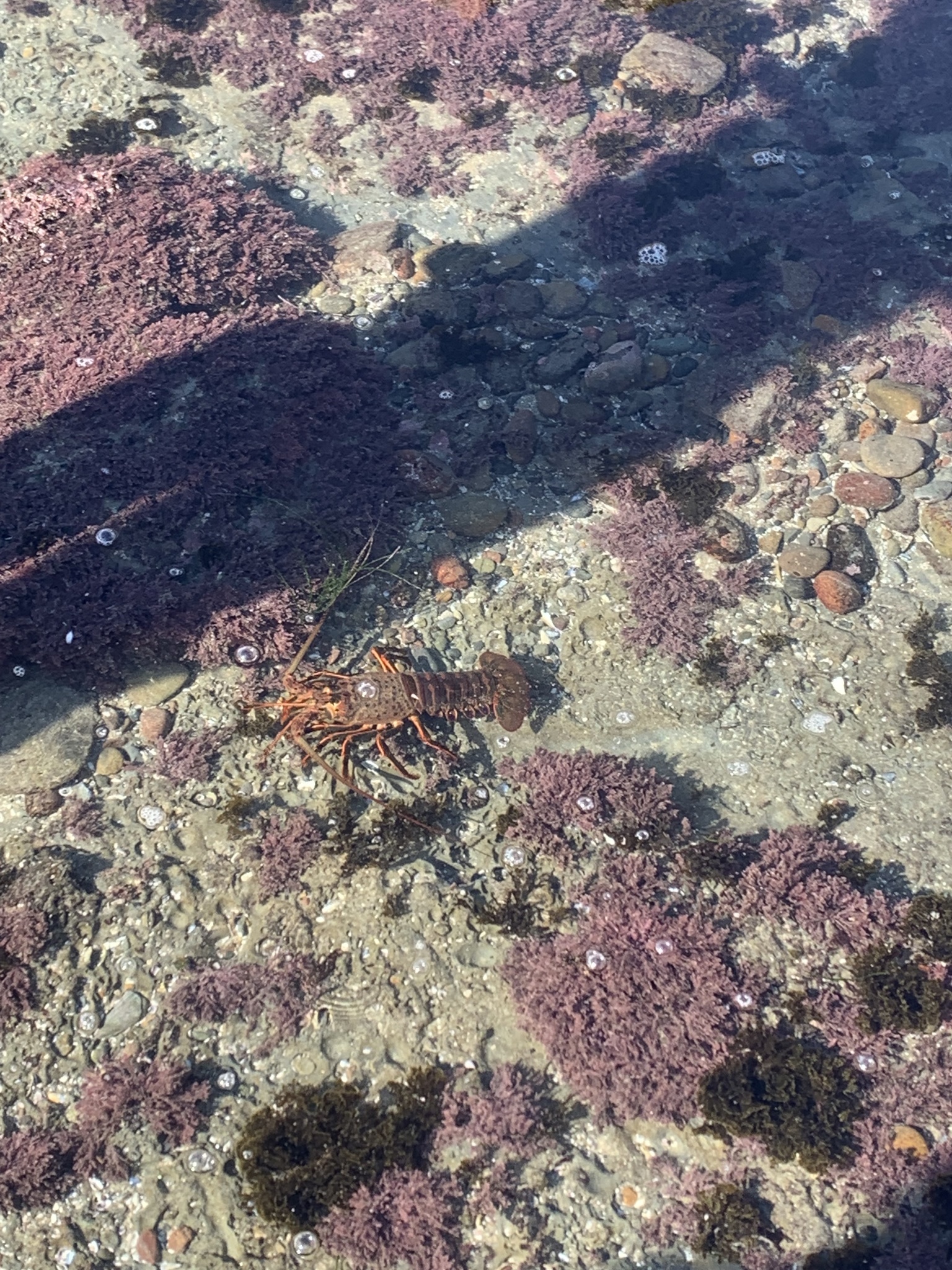 Panulirus interruptus (J.W.Randall, 1840)