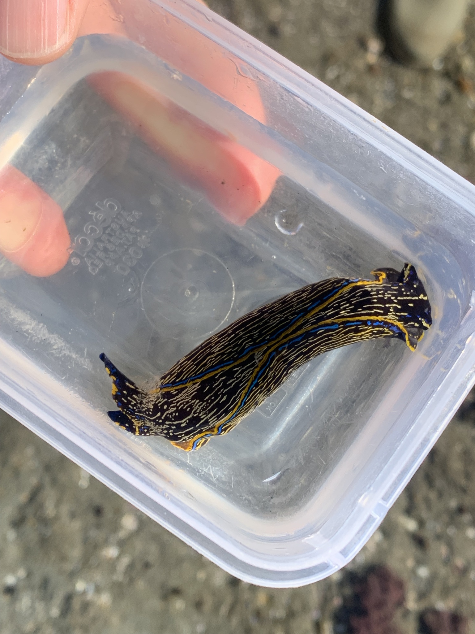 Navanax inermis (J.G.Cooper, 1862)