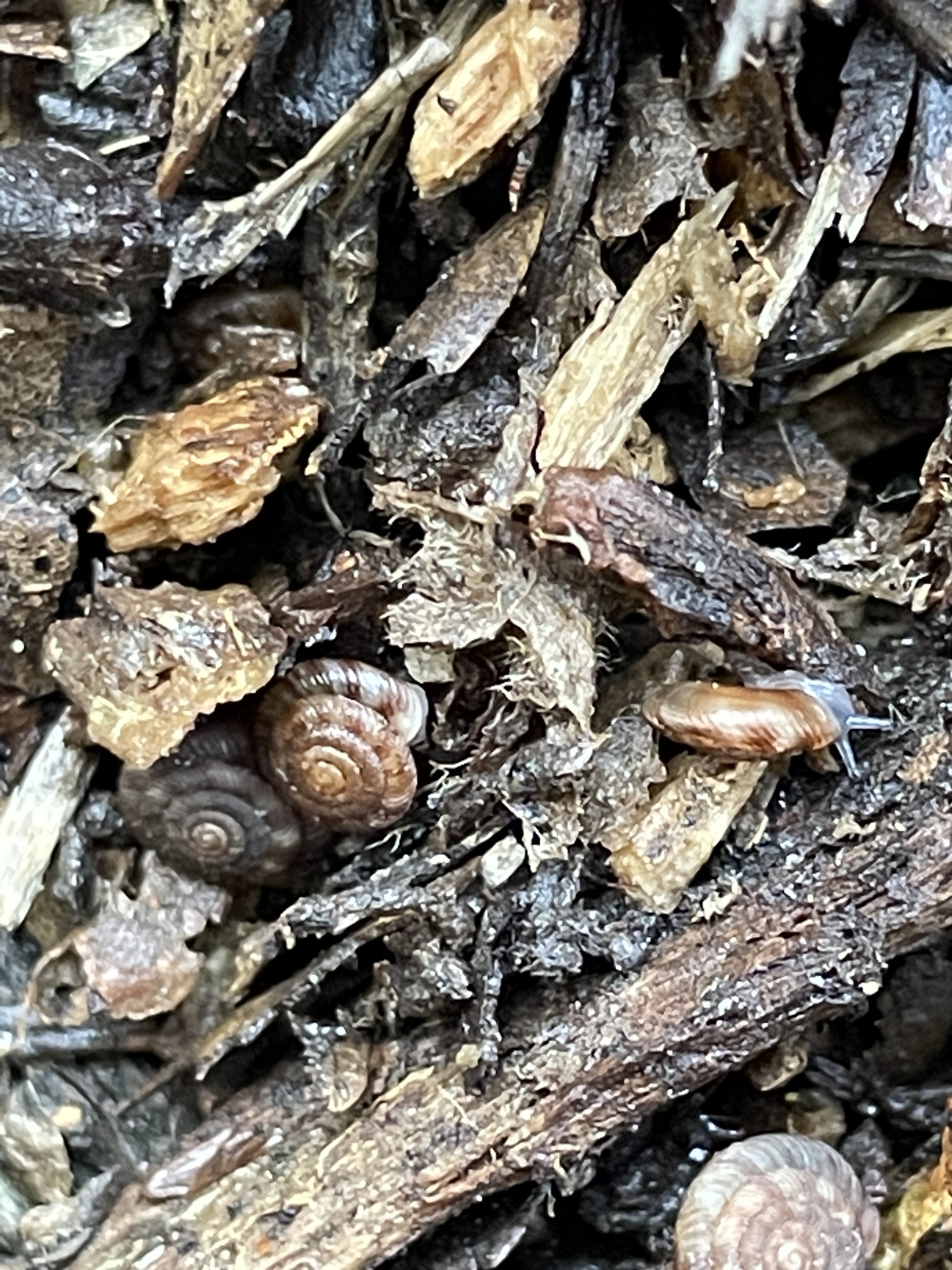 Discus rotundatus (O.F.Müller, 1774)