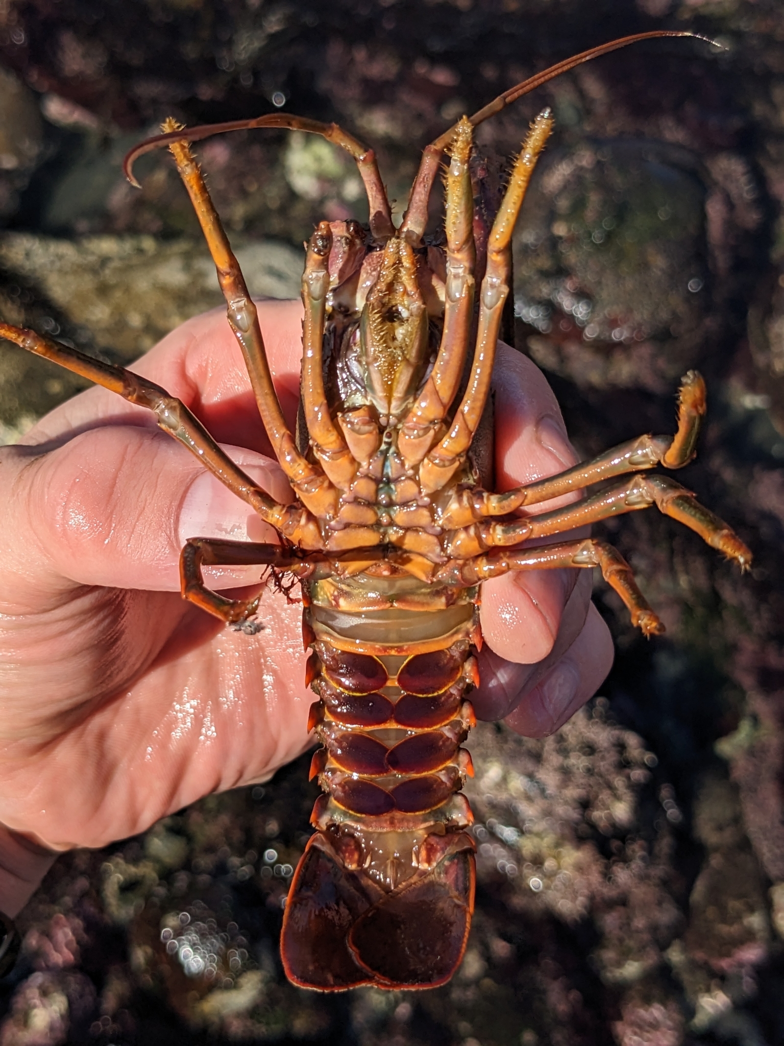 Panulirus interruptus (J.W.Randall, 1840)