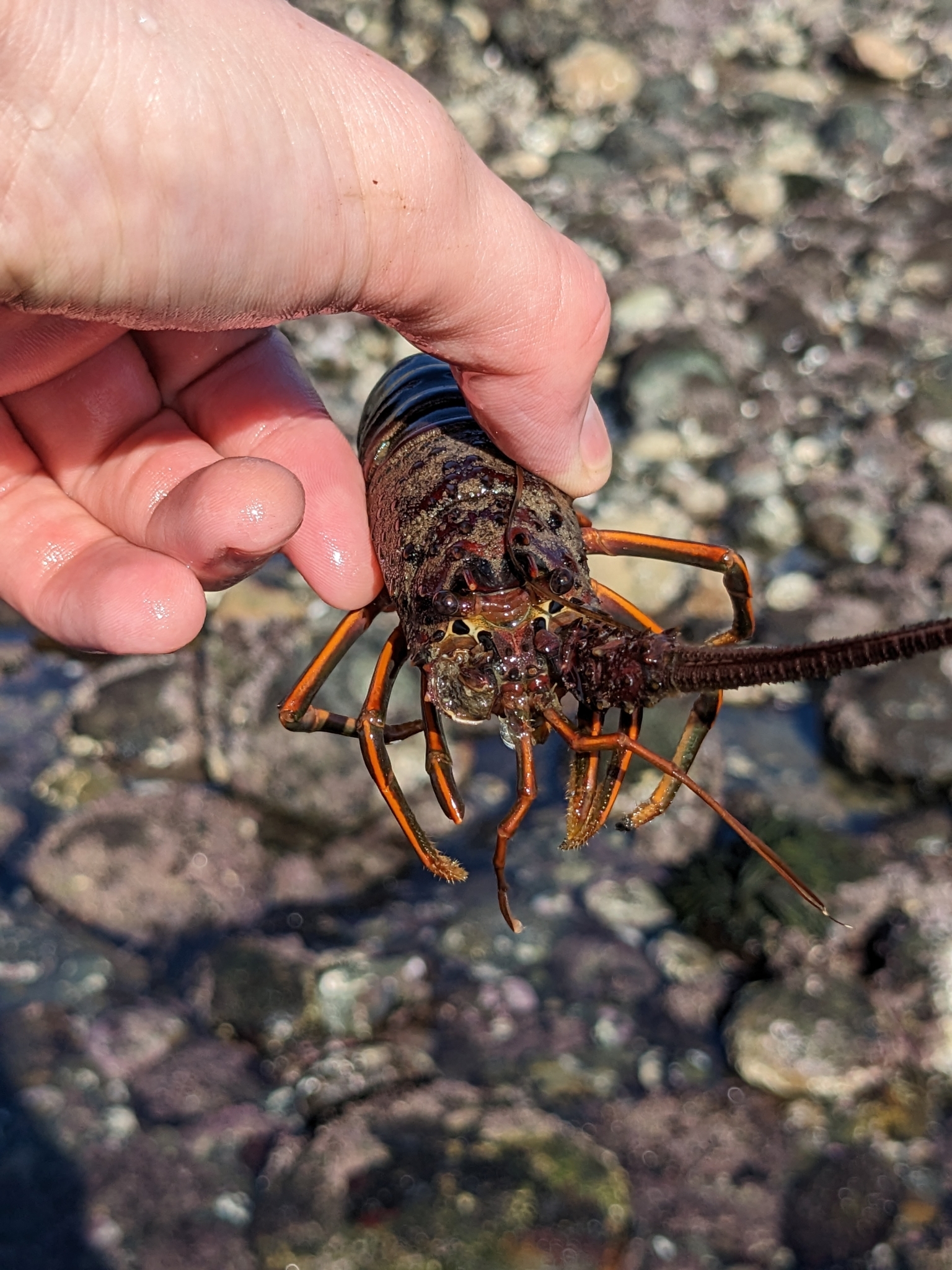 Panulirus interruptus (J.W.Randall, 1840)