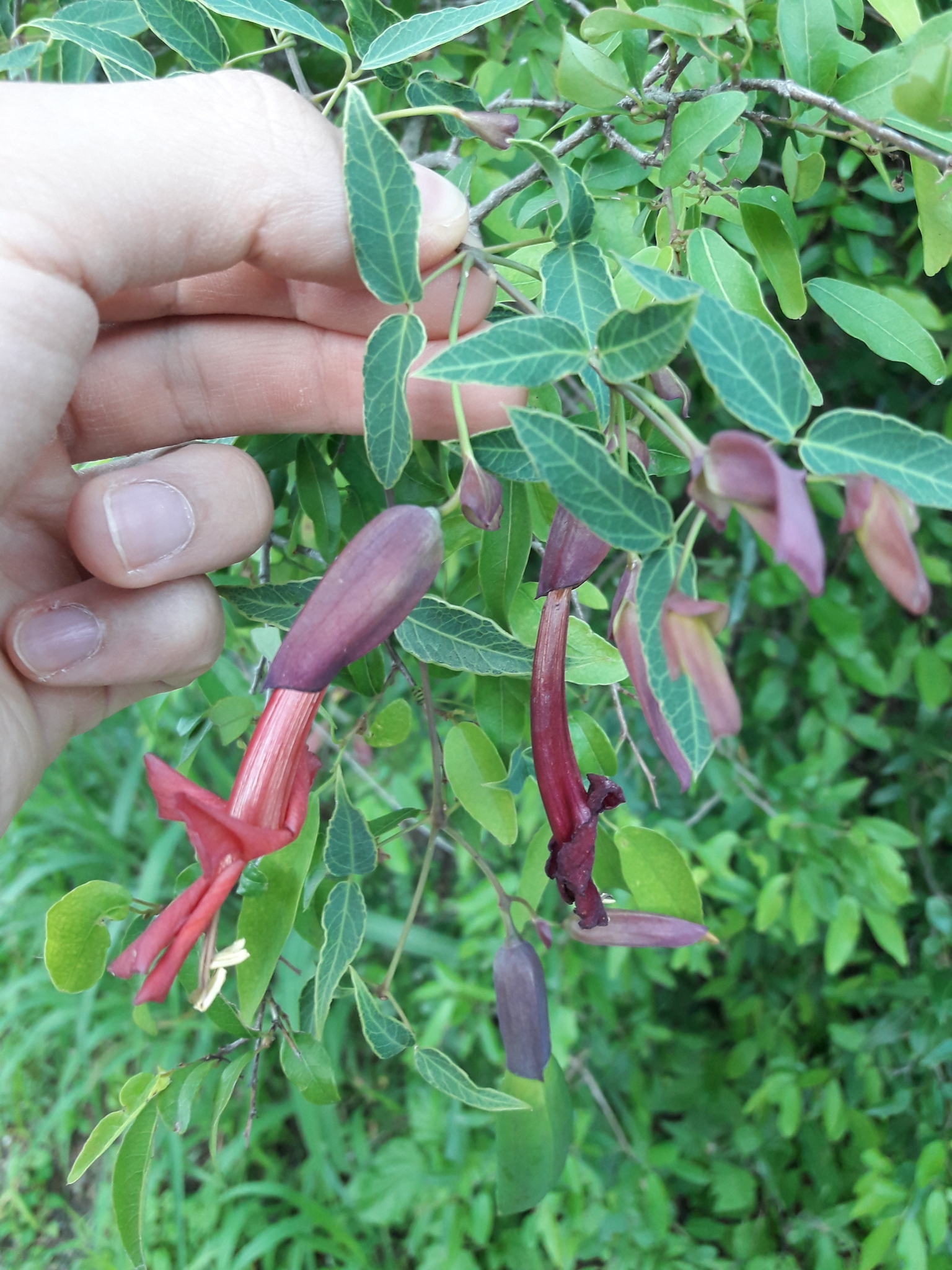 Dolichandra cynanchoides Cham.