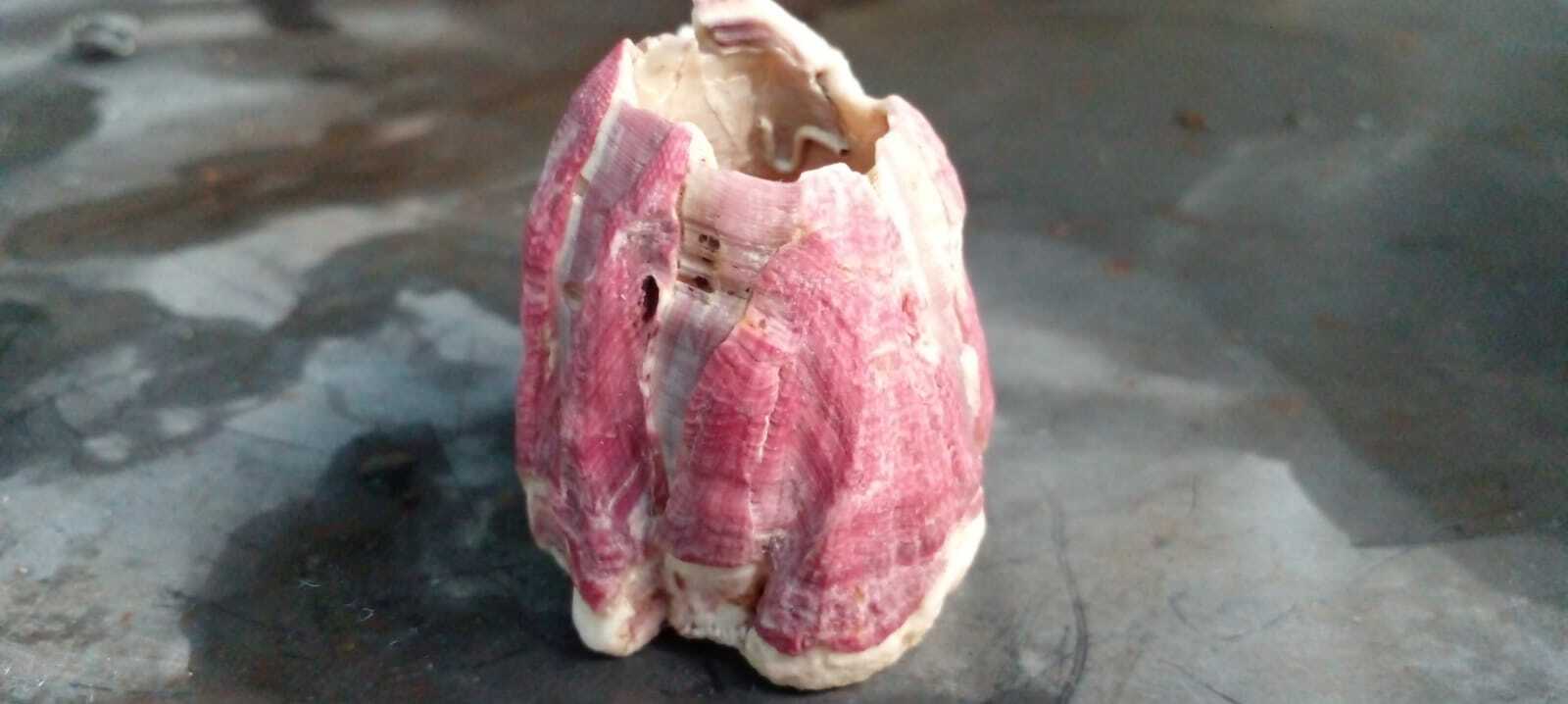 Megabalanus coccopoma (Darwin, 1854)