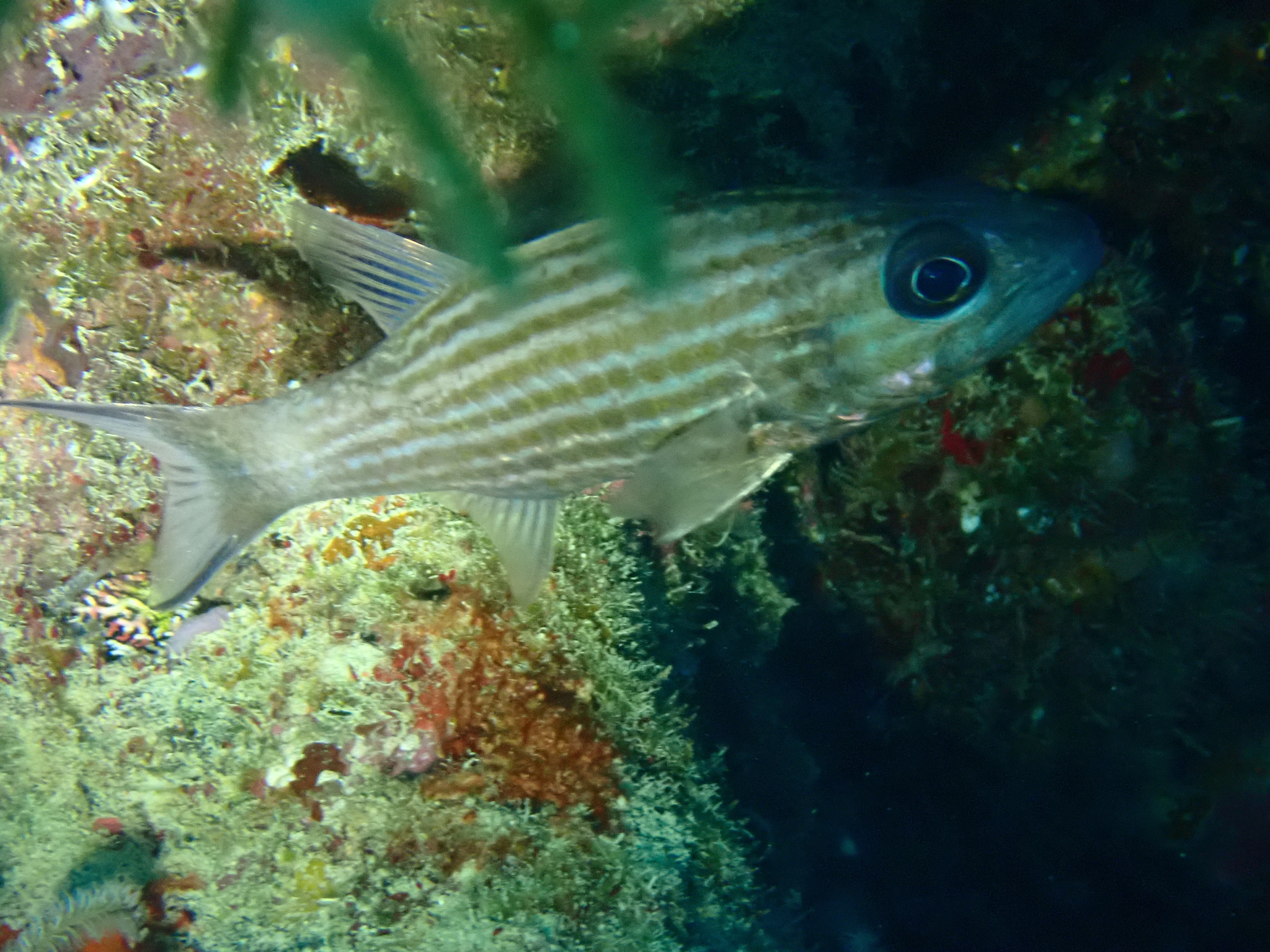 Apogonidae