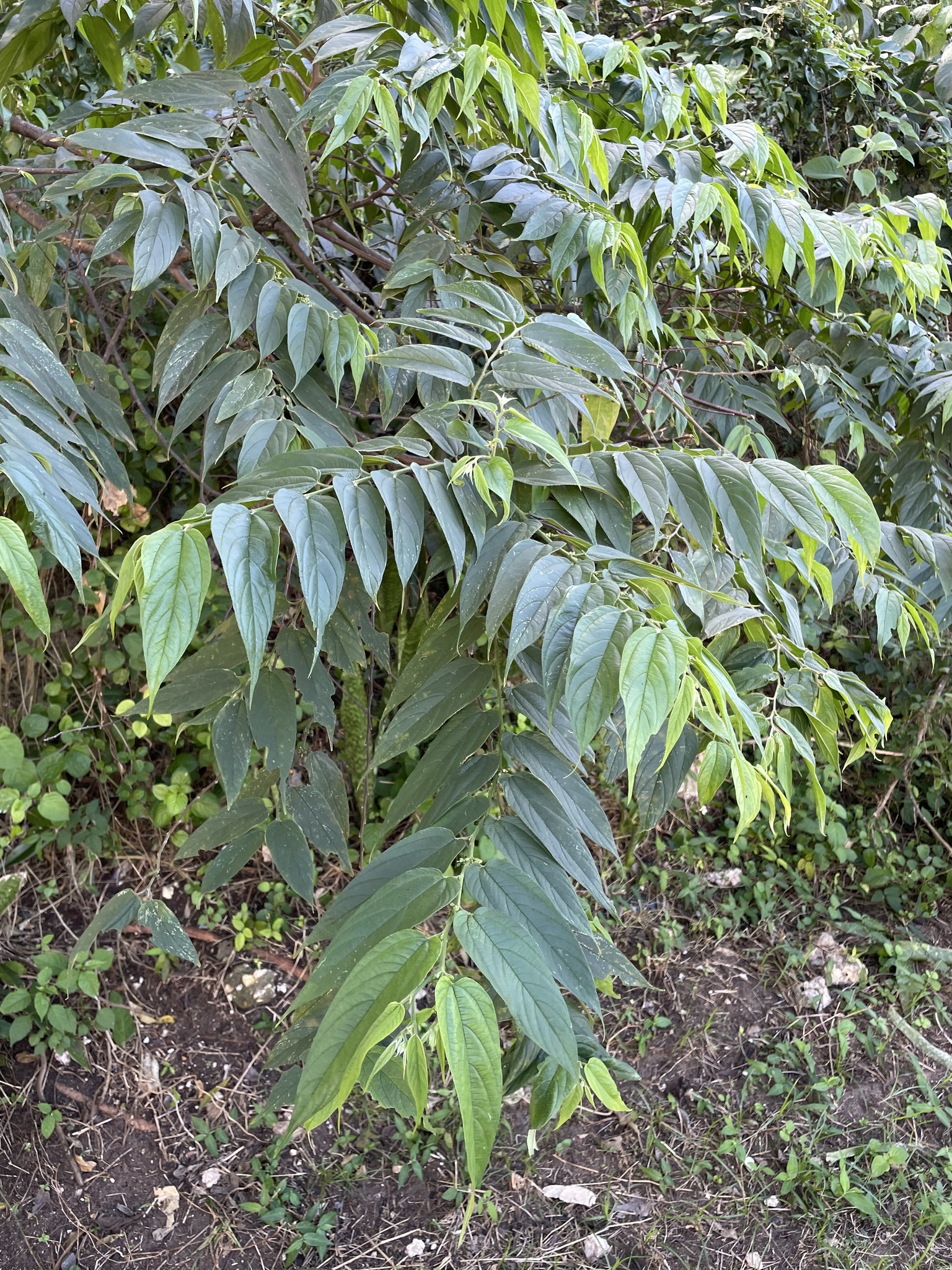 Trema micrantha (L.) Blume