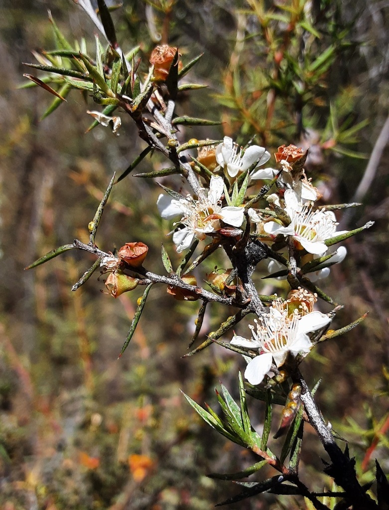 prickly tea-tree from Ilford NSW 2850, Australia on January 18, 2023 at ...