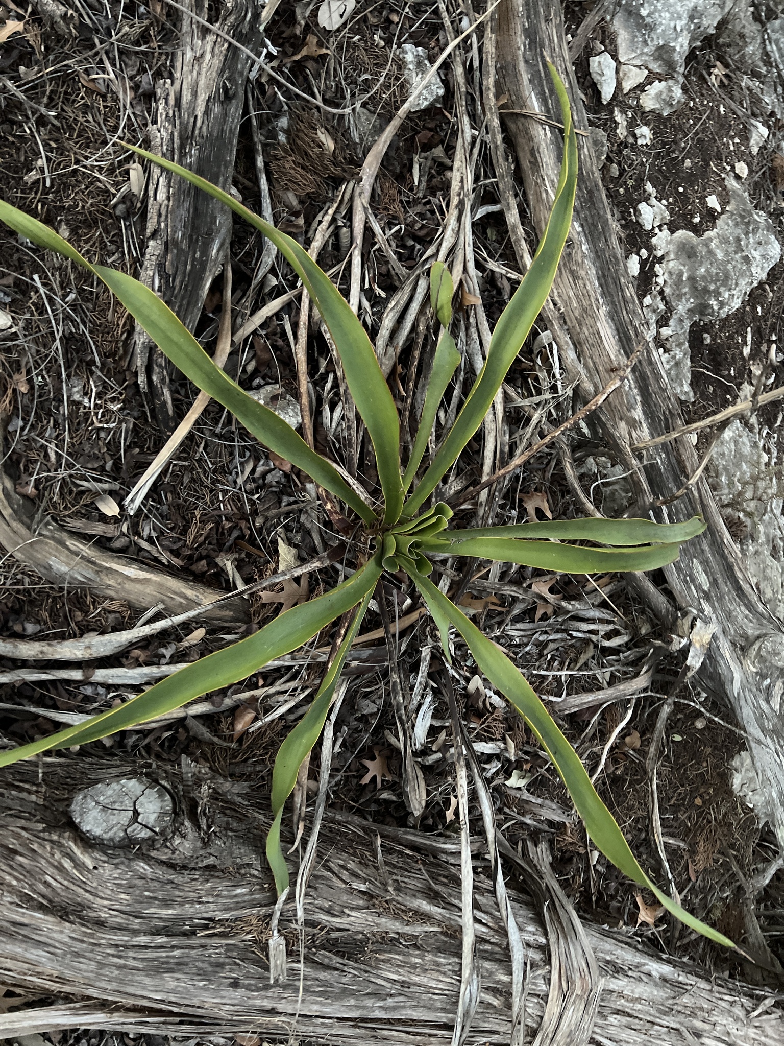 Yucca rupicola Scheele