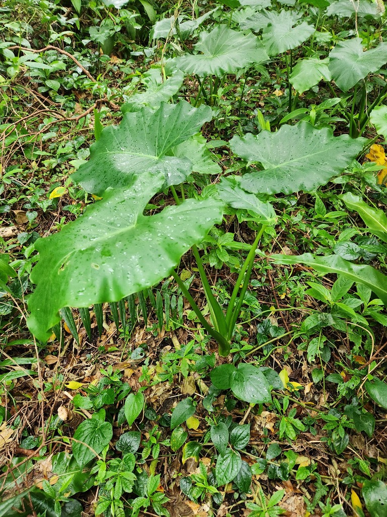 Asian Taro from 台灣台東縣 on January 15, 2023 at 01:45 PM by 胡正恆(Jackson Hu ...