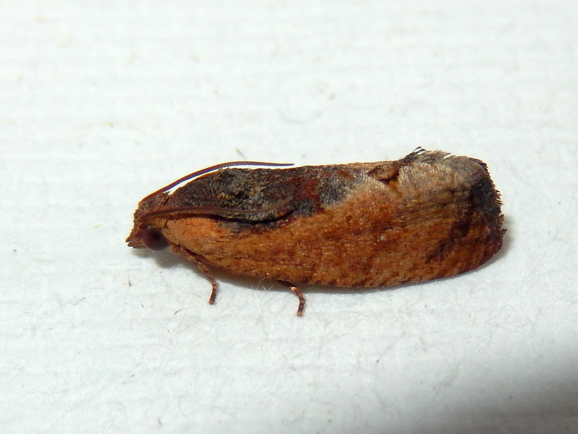 Cryptophlebia ombrodelta (Lower, 1898)