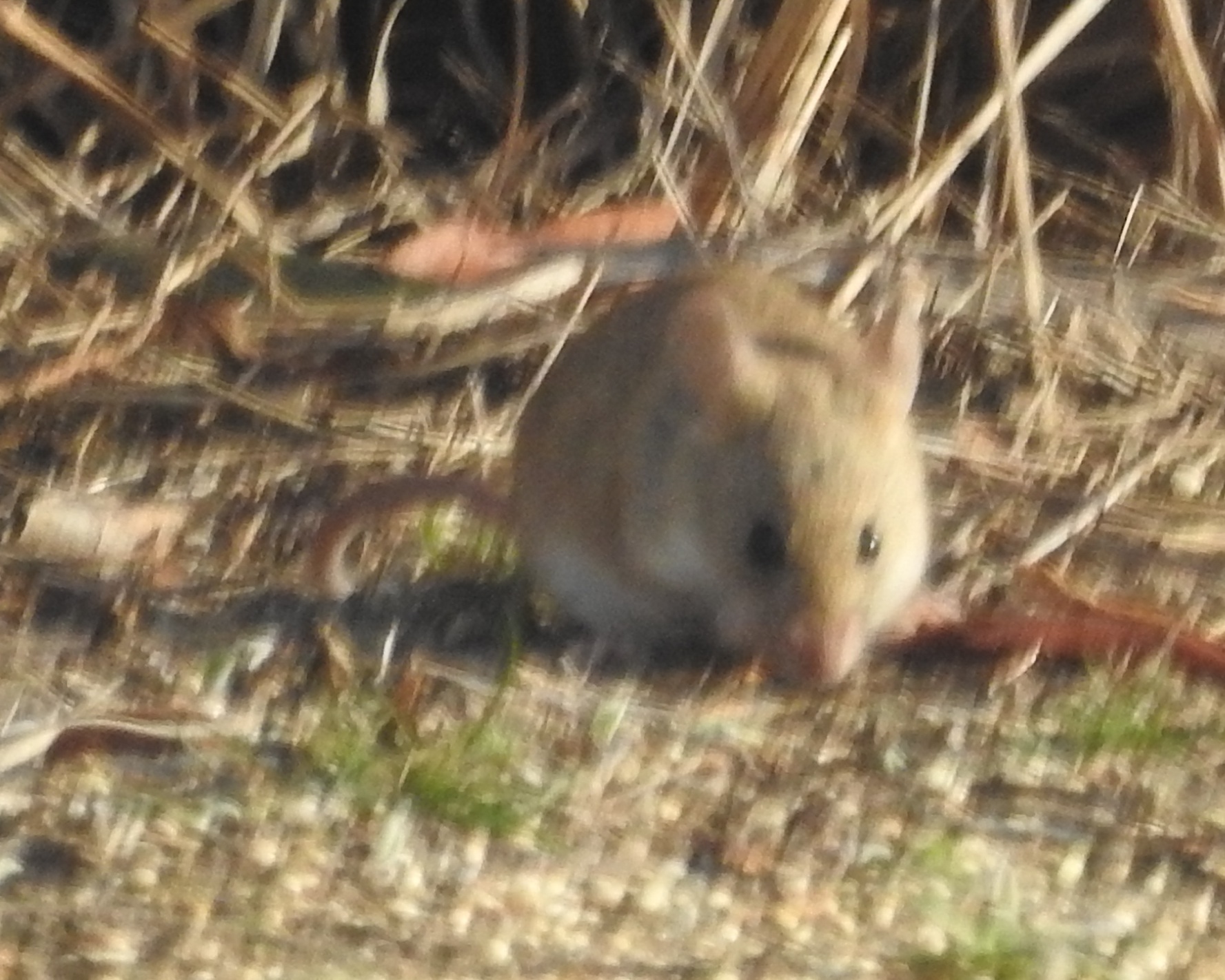 Mus musculus Linnaeus, 1758