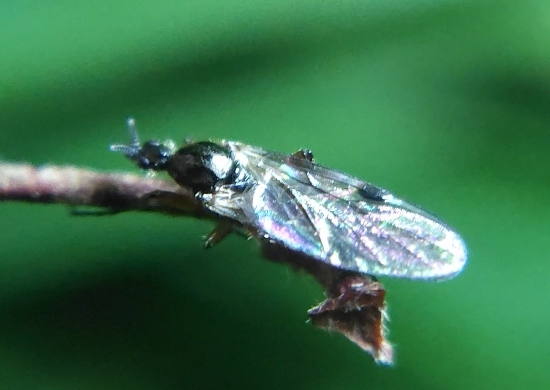 Bibionidae